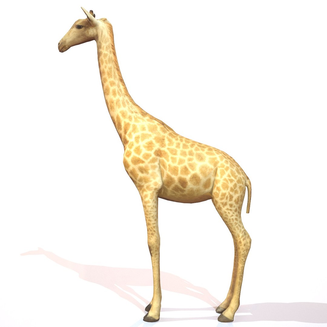Giraffe Realistic 3d Model