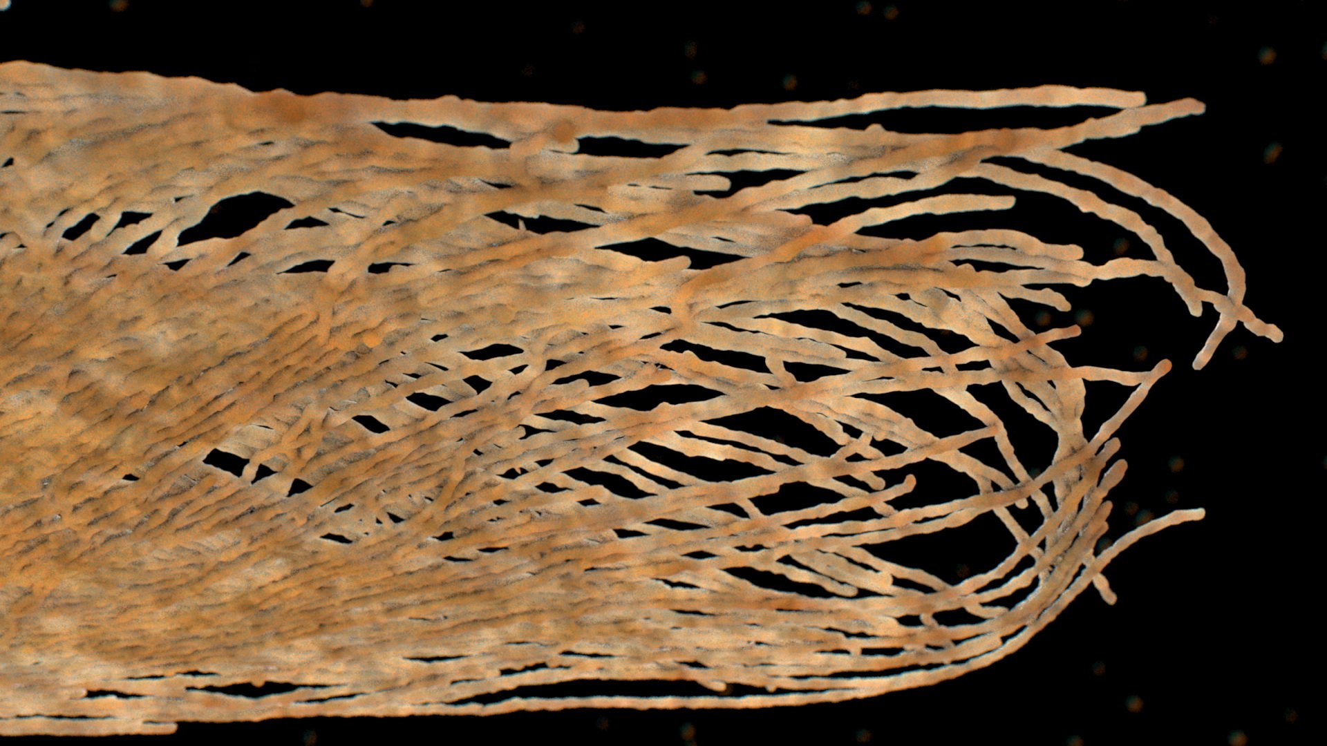 3d C4d Organic Fibrous Tissue Structure