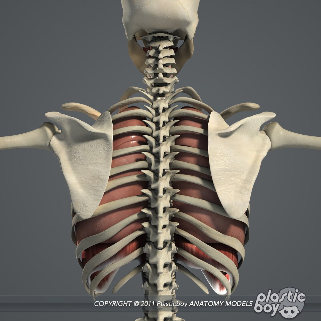 3ds male respiratory skeletal anatomy