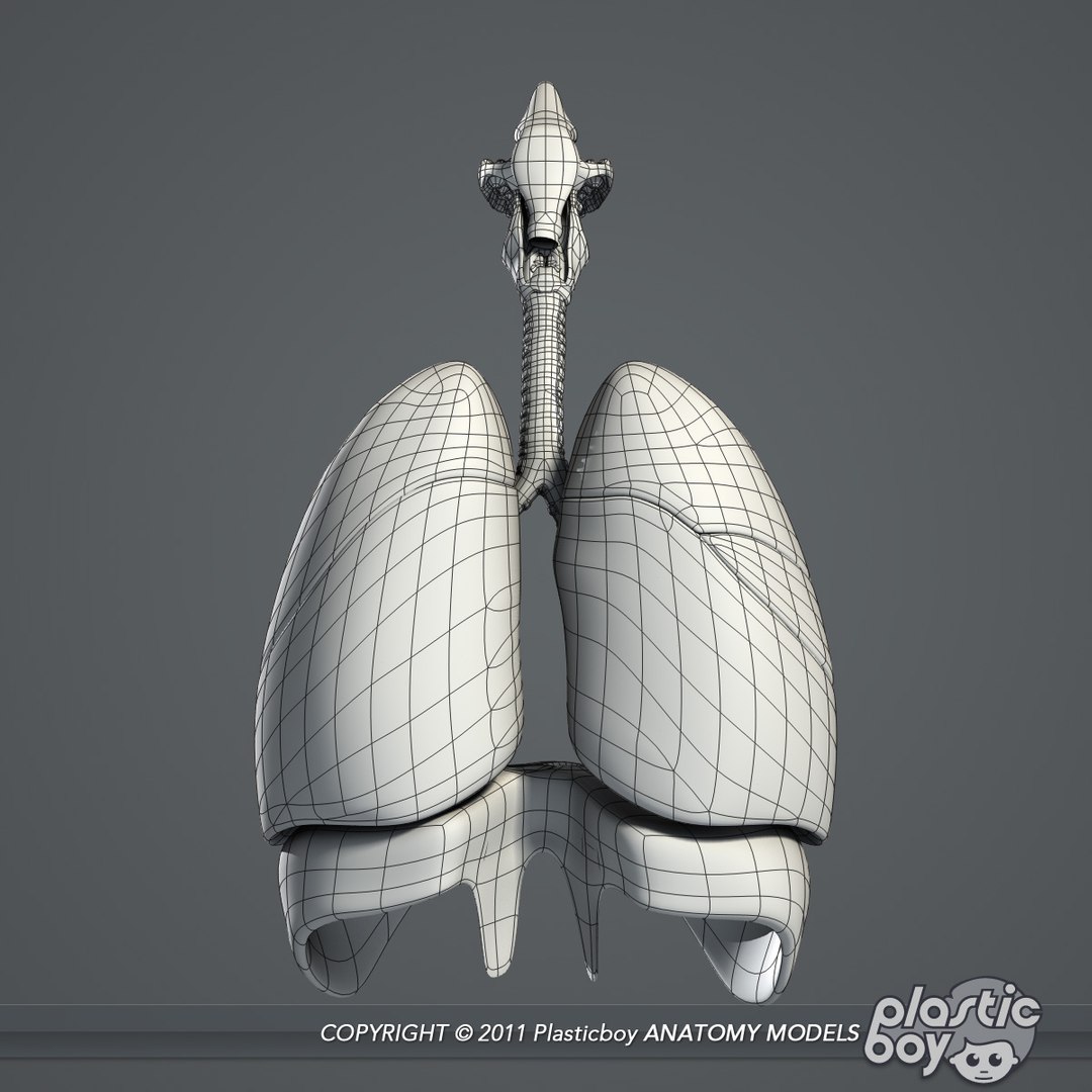 3ds male respiratory skeletal anatomy