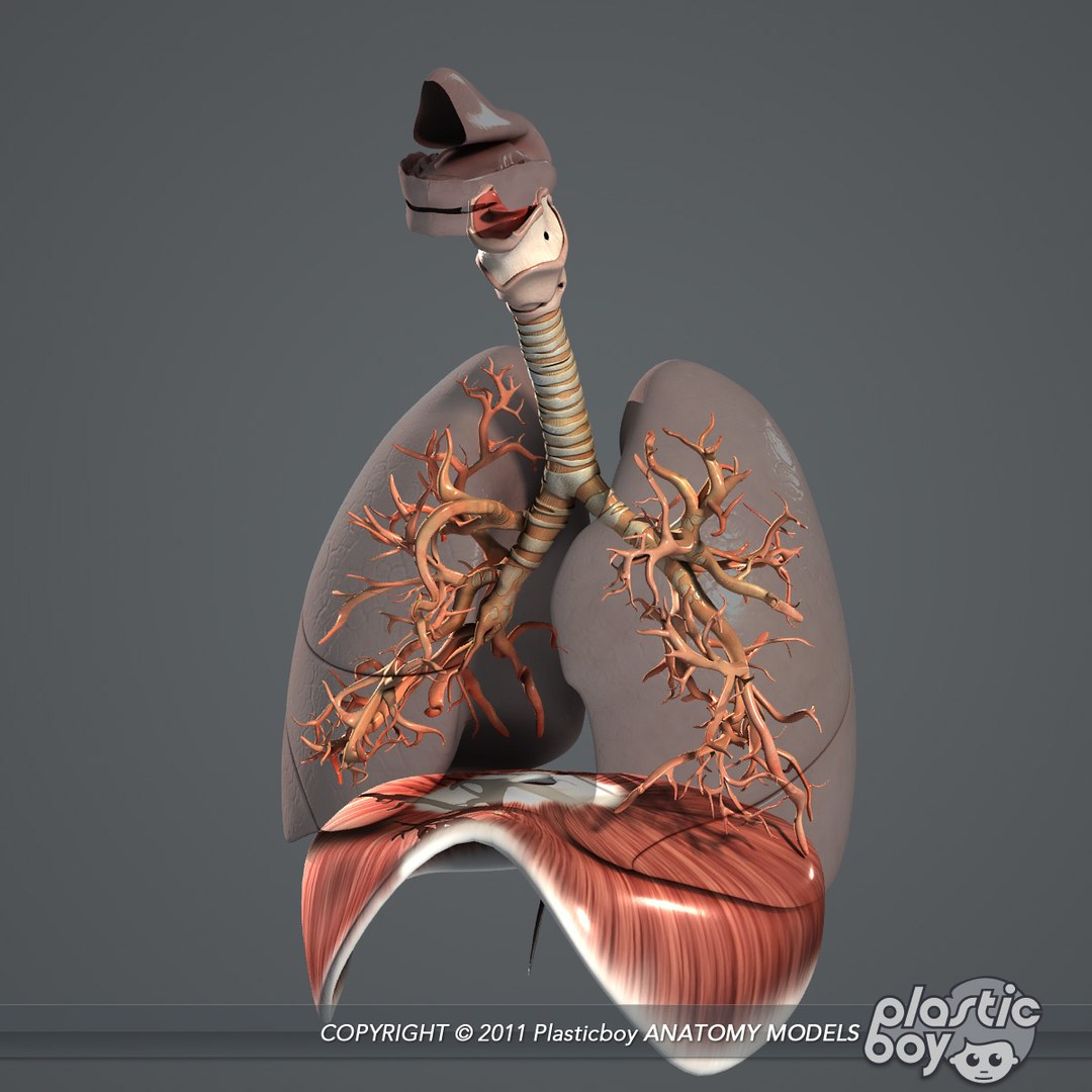 3ds male respiratory skeletal anatomy