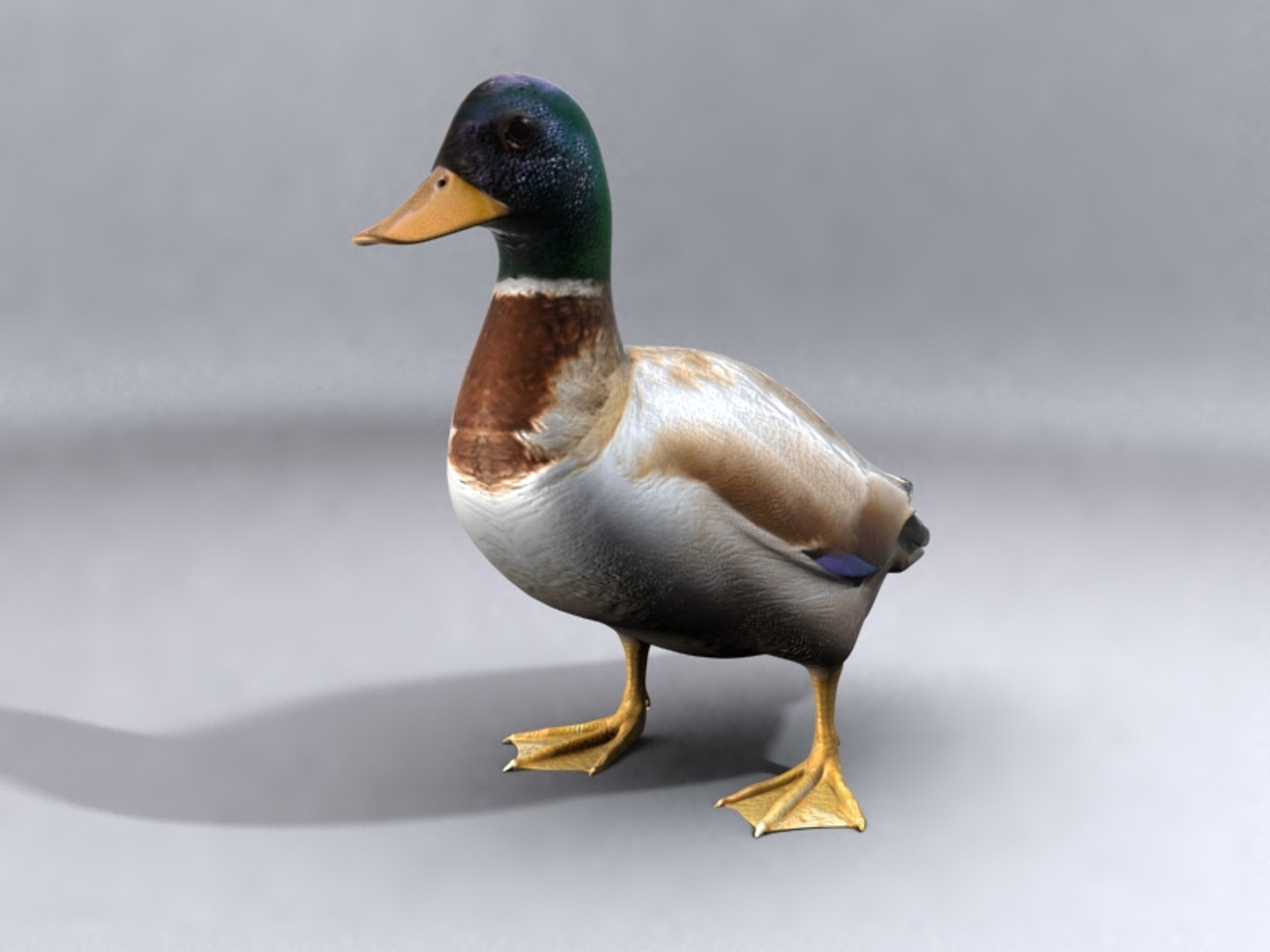 duck 3d model