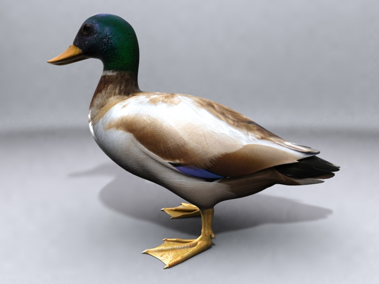 duck 3d model
