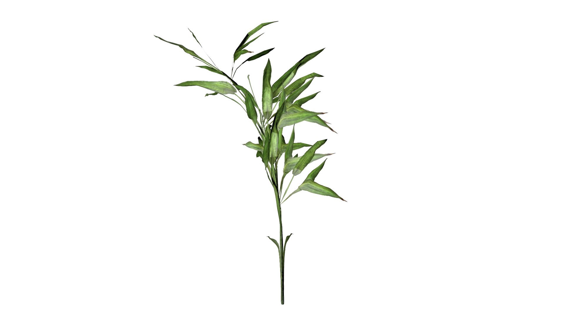 Switch Cane Plant - 02 - 3D - TurboSquid 2372887