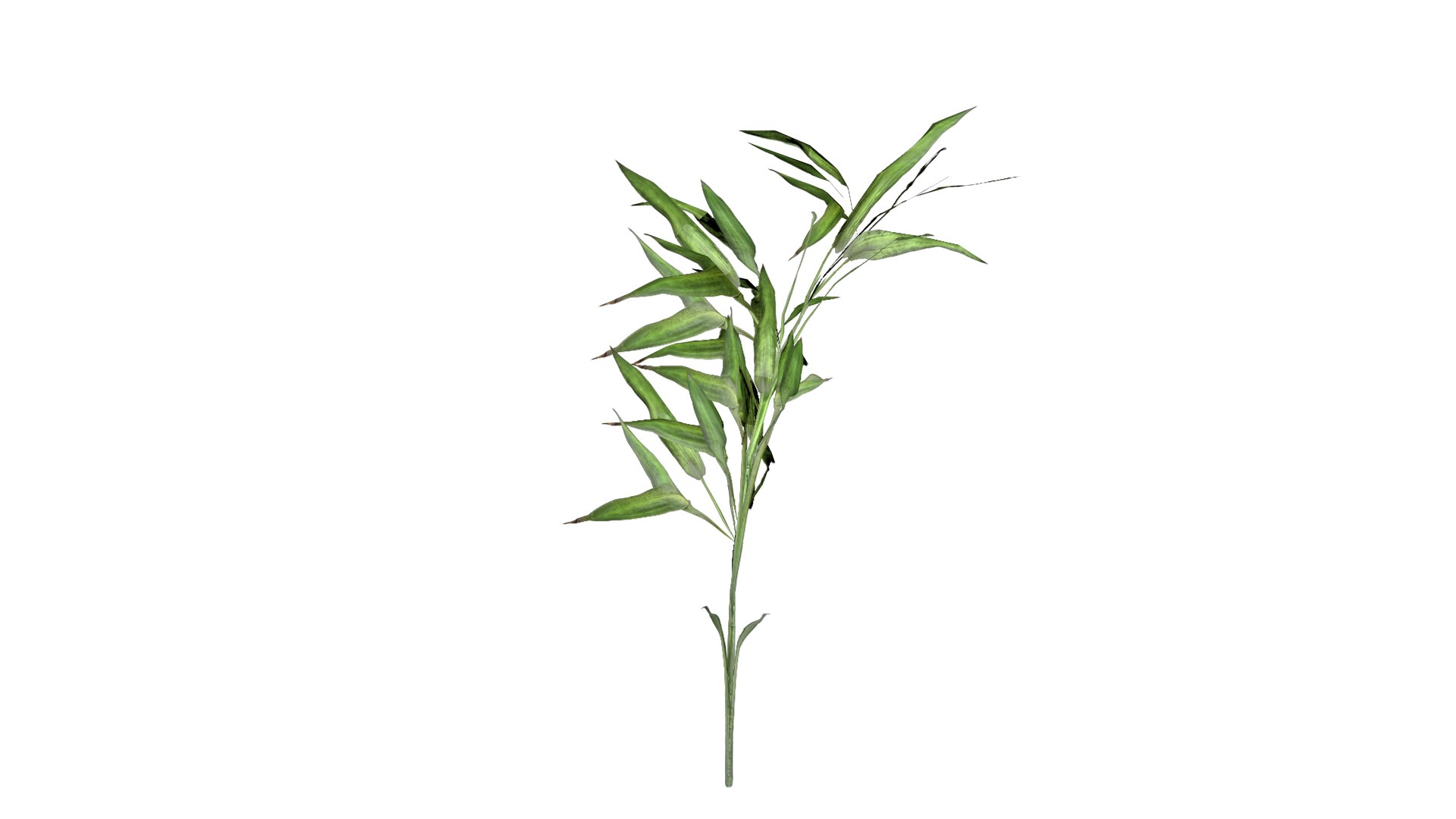 Switch Cane Plant - 02 - 3D - TurboSquid 2372887