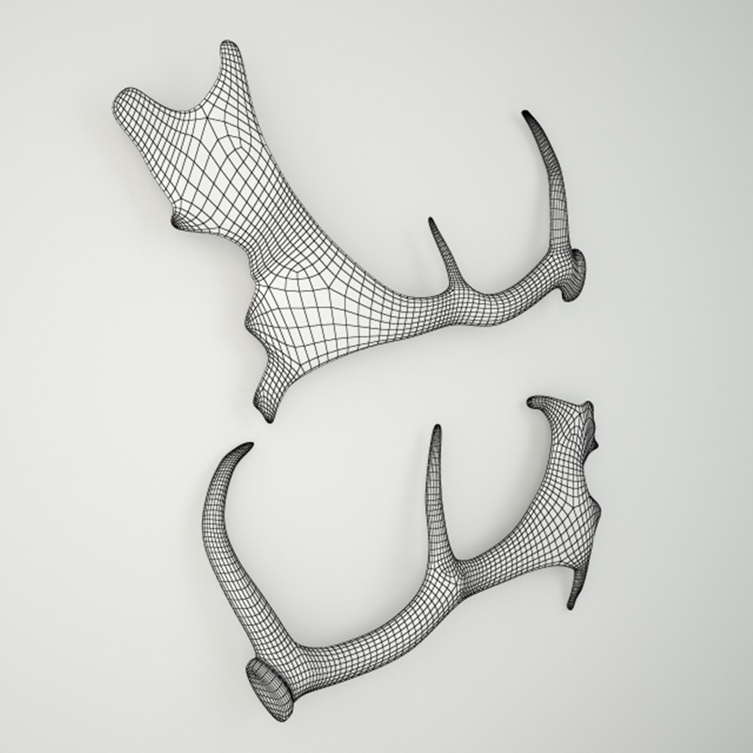 3D Naturally Shed Fallow Deer Model - TurboSquid 1215610