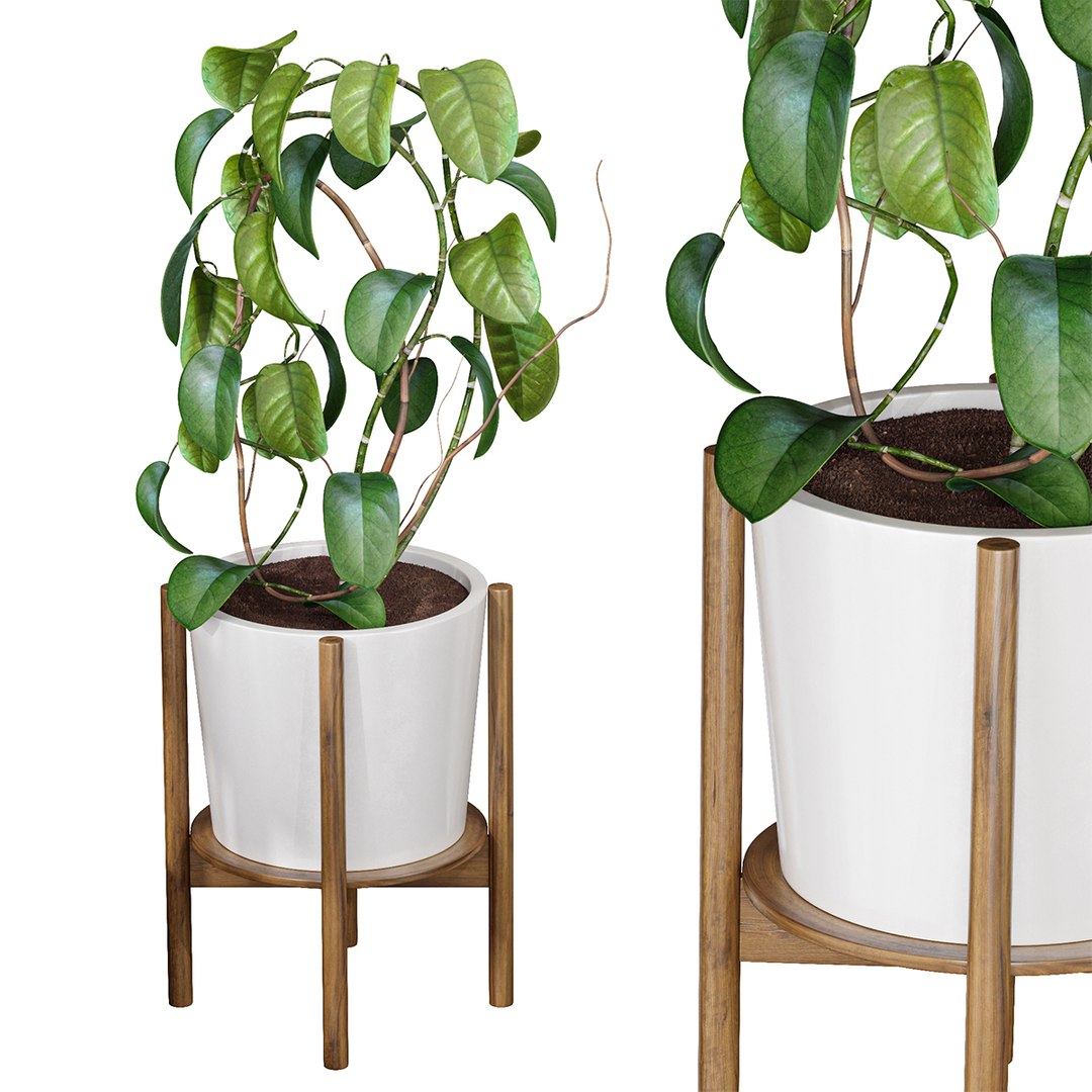 Hoya Fungii Lujah Plant 3D Model - TurboSquid 2245642