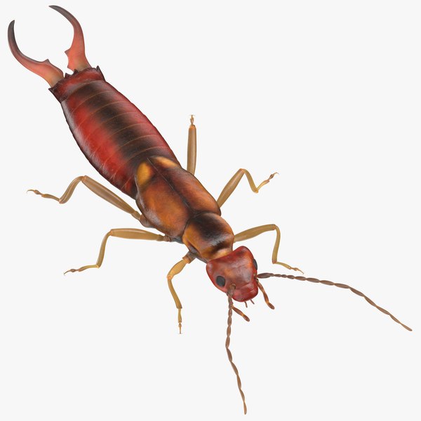 Earwig standing model - TurboSquid 1375546