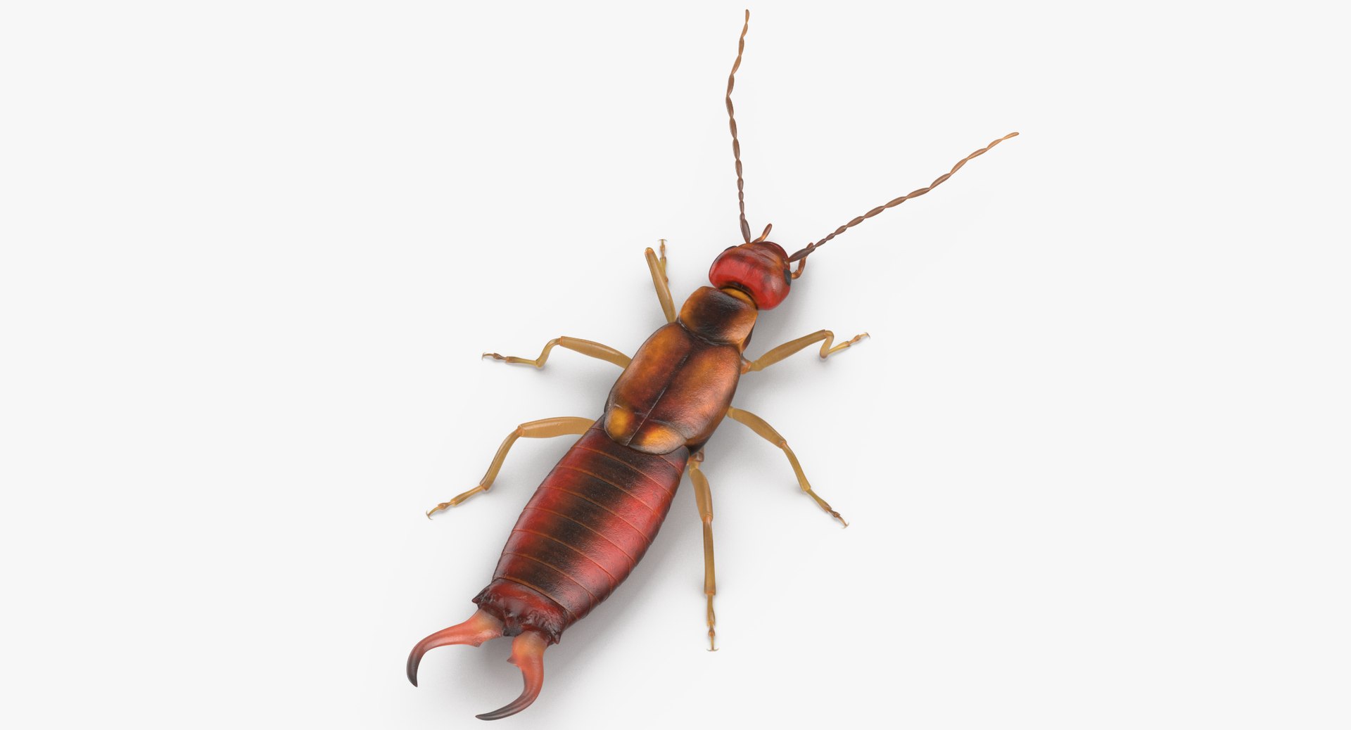 3D Earwig Rigged Model - TurboSquid 1375534