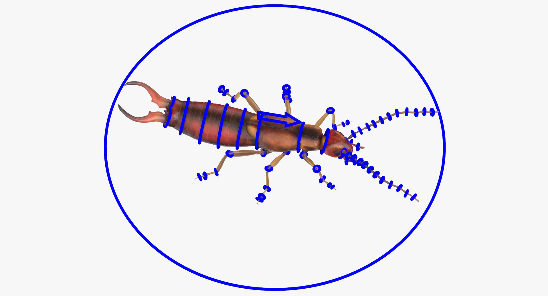 3D Earwig Rigged Model - TurboSquid 1375534