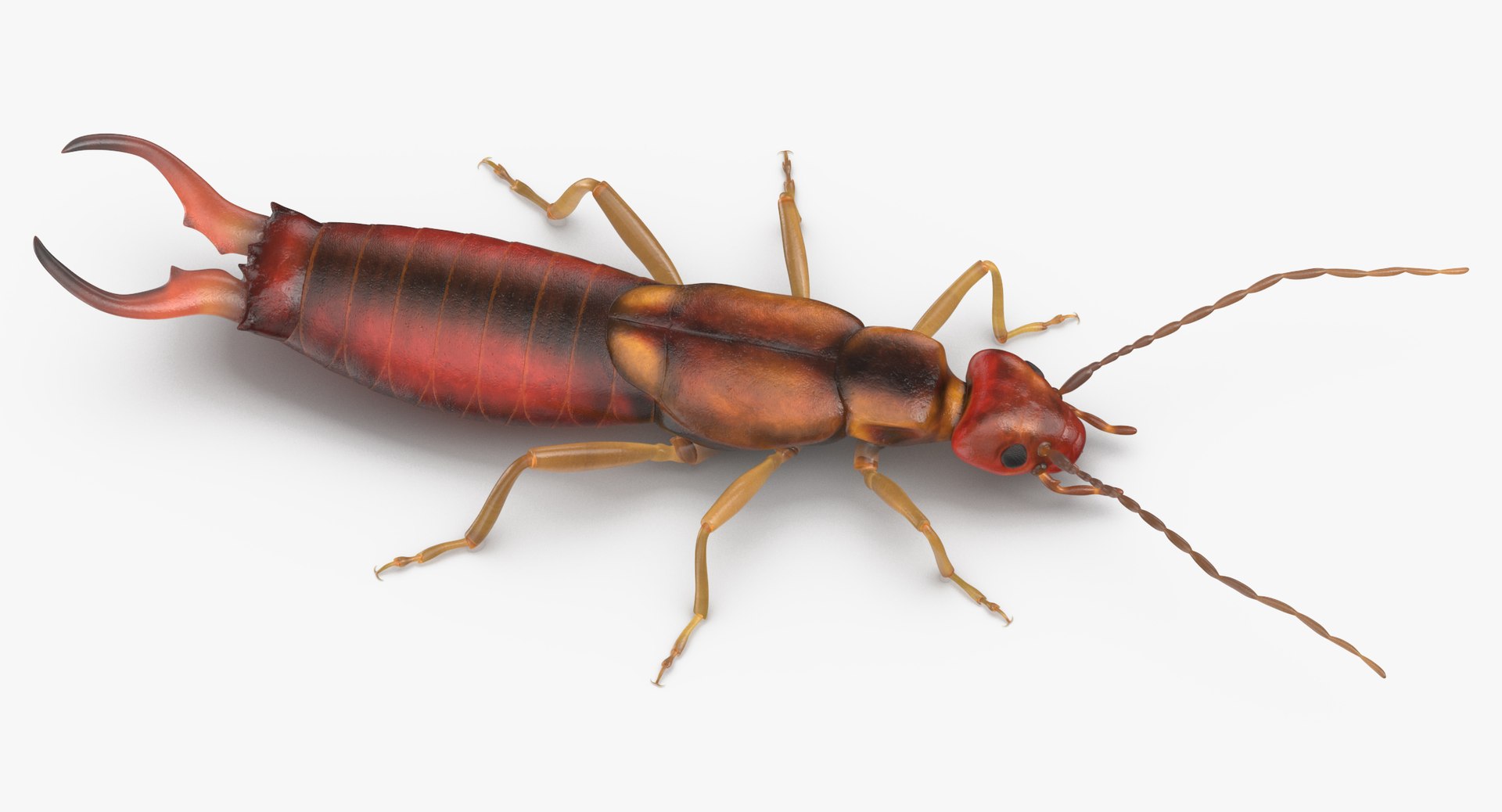3D Earwig Rigged Model - TurboSquid 1375534