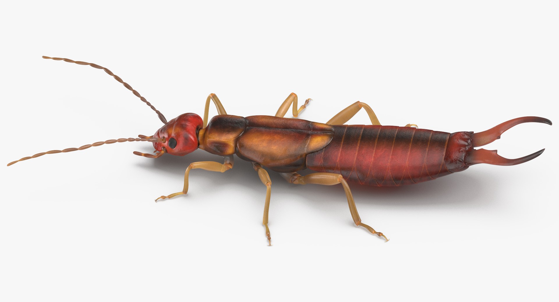 3D Earwig Rigged Model - TurboSquid 1375534