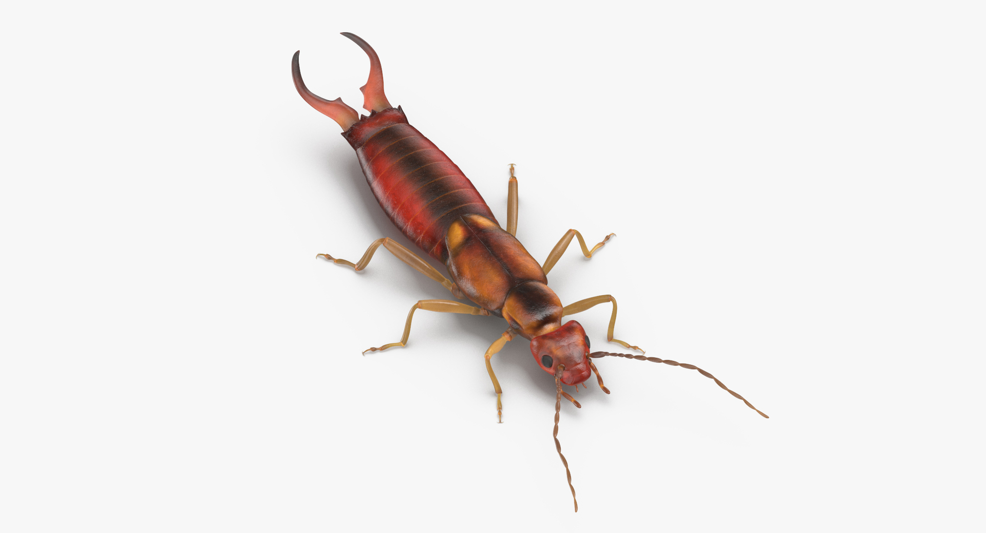 3D Earwig Rigged Model - TurboSquid 1375534