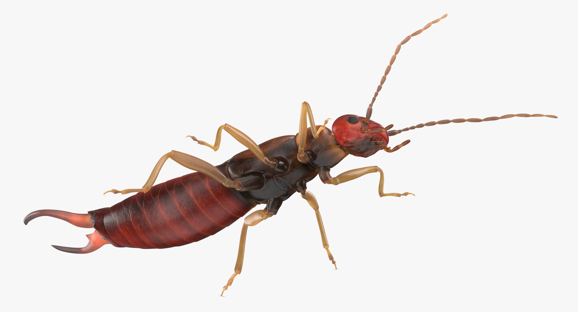 3D Earwig Rigged Model - TurboSquid 1375534
