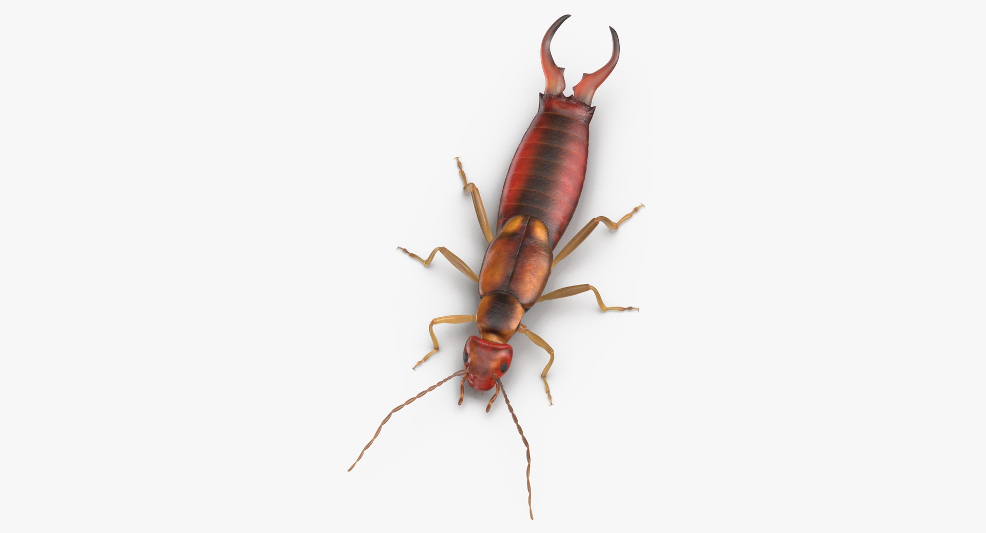 3D Earwig Rigged Model - TurboSquid 1375534