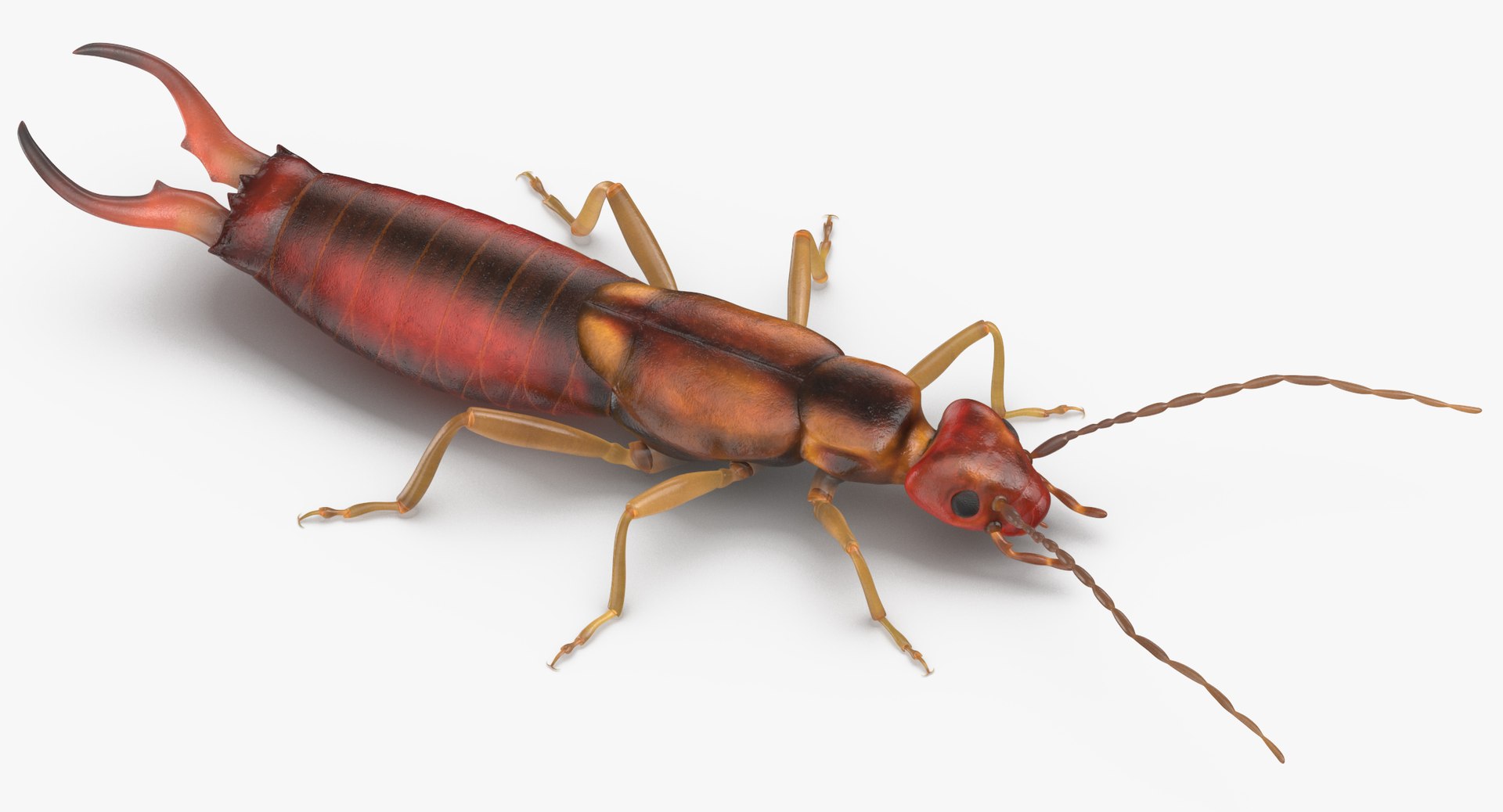 3D Earwig Rigged Model - TurboSquid 1375534