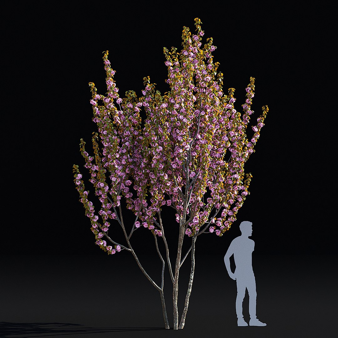 3D Prunus Sertulata Kanzan Multistem - TurboSquid 2182951