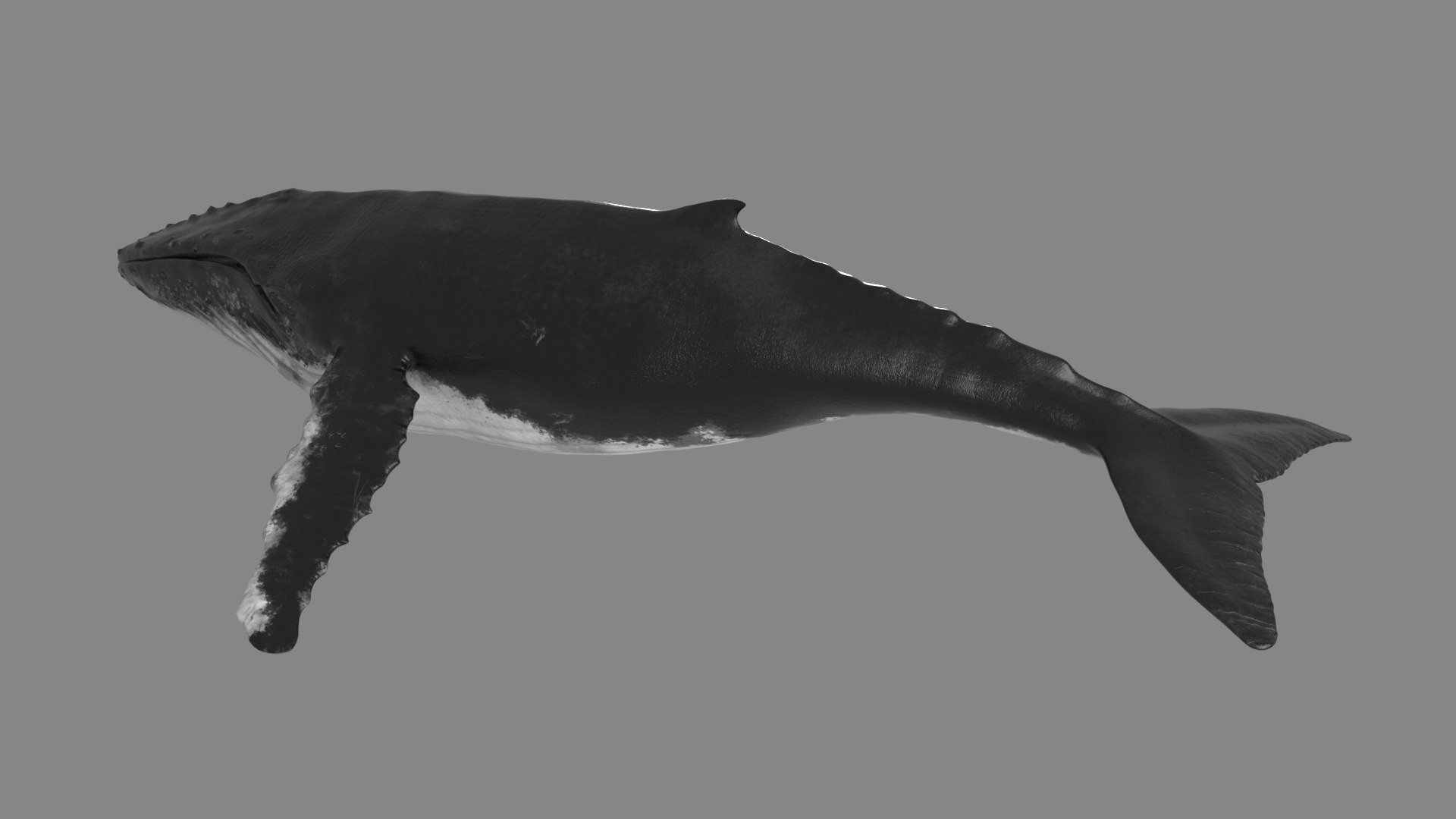 3D HUMPBACK WHALE MODEL REALISTIC 3D Model - TurboSquid 2172914