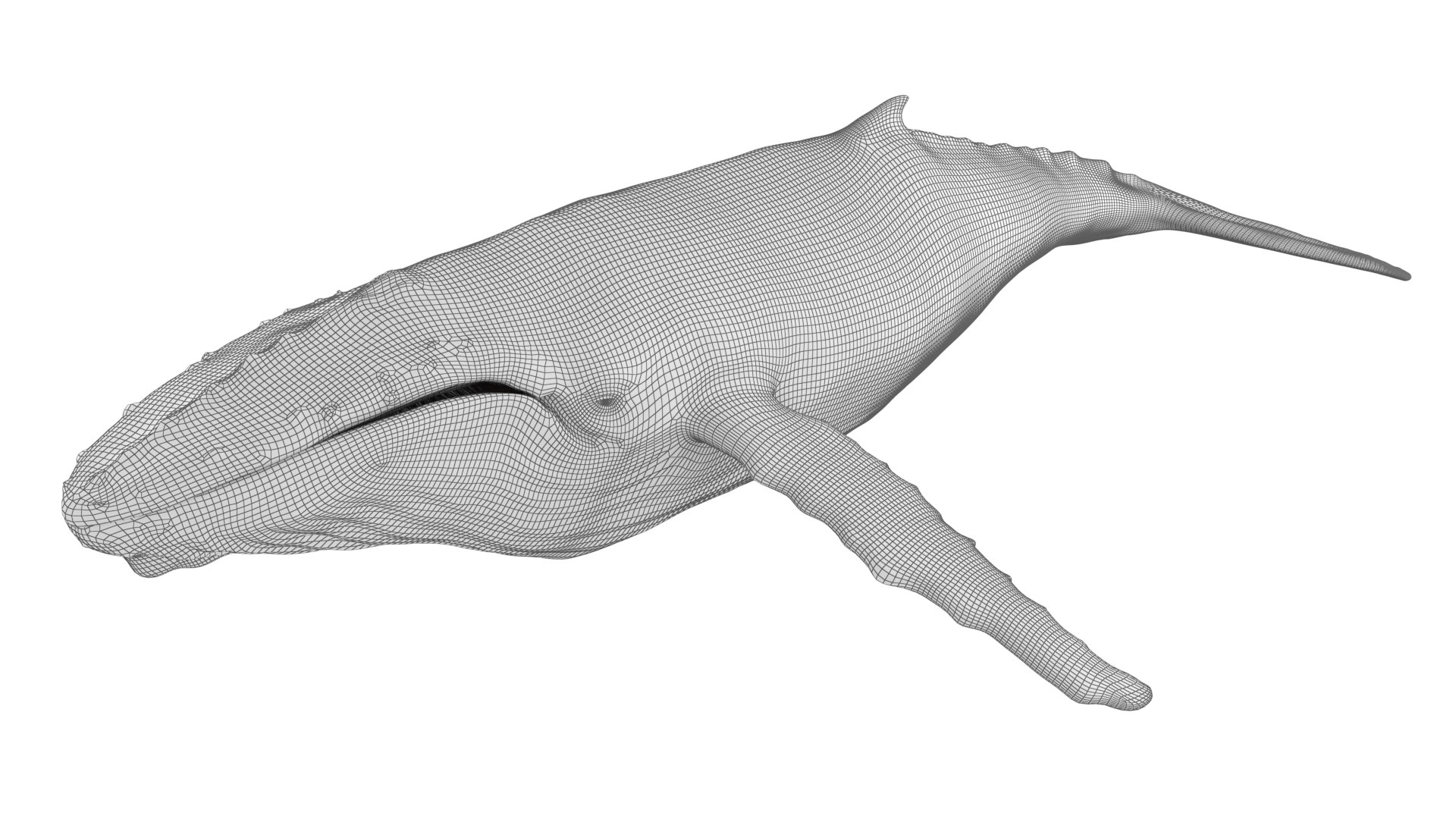 3D HUMPBACK WHALE MODEL REALISTIC 3D Model - TurboSquid 2172914