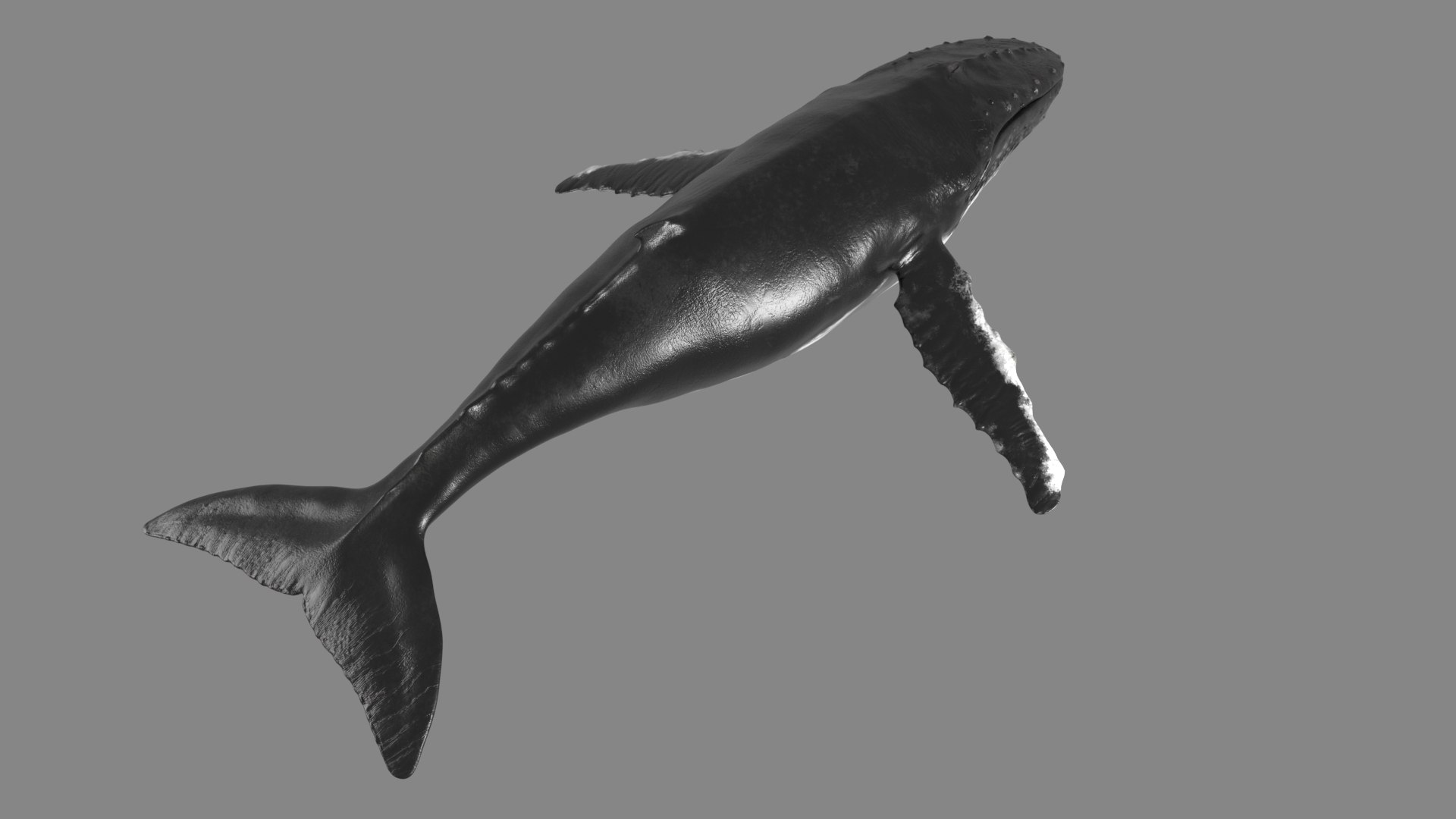 3D HUMPBACK WHALE MODEL REALISTIC 3D model - TurboSquid 2172914