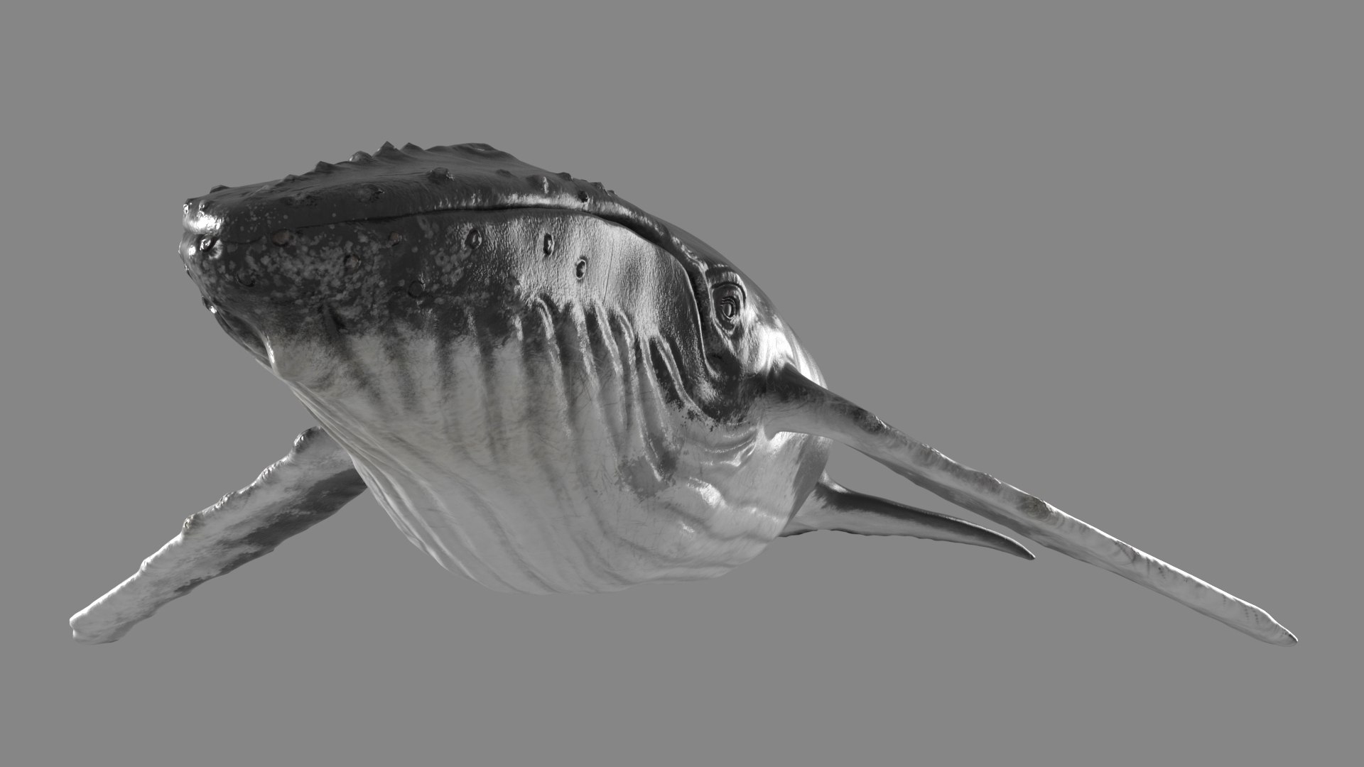 3D HUMPBACK WHALE MODEL REALISTIC 3D Model - TurboSquid 2172914