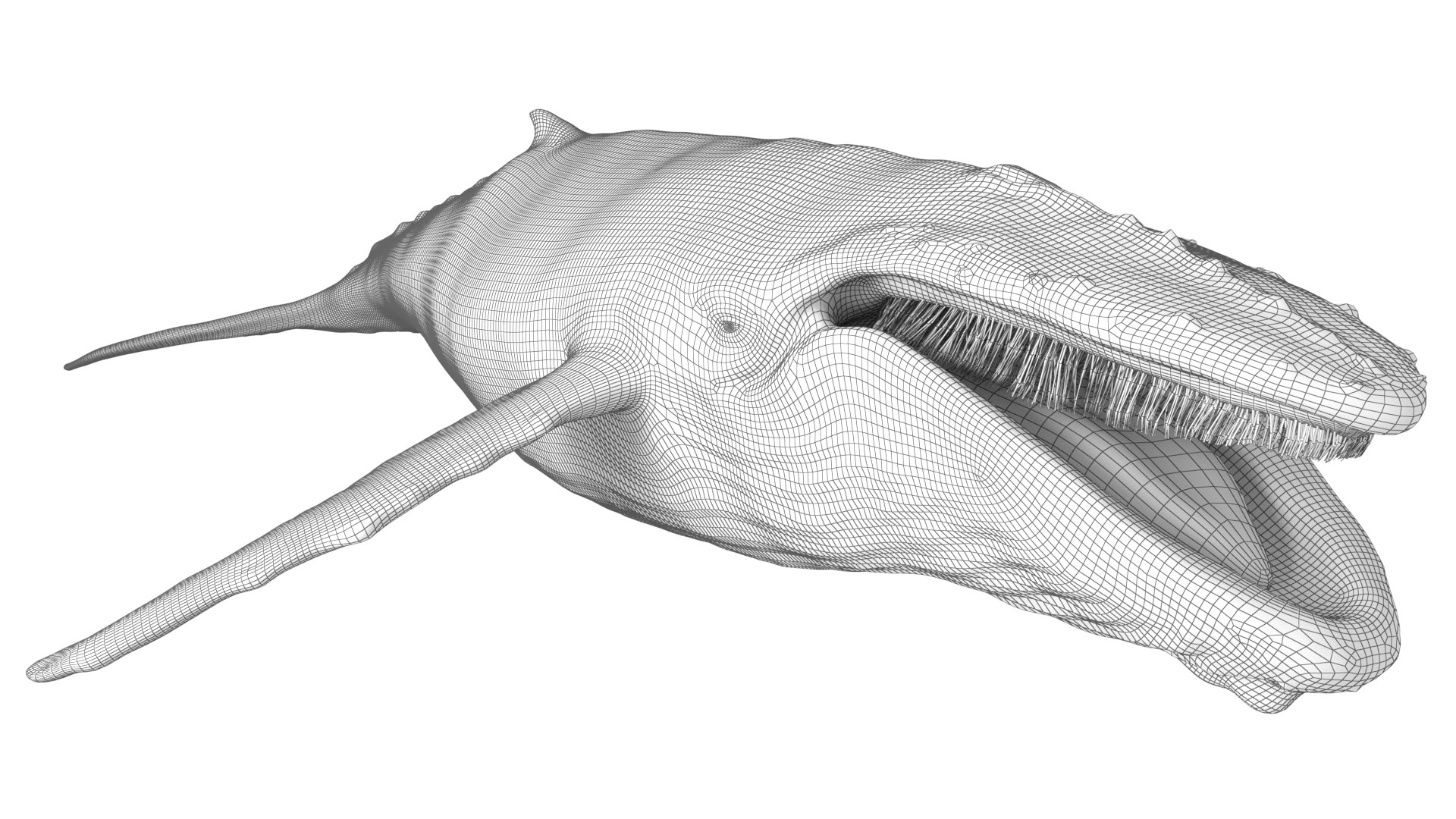 3D HUMPBACK WHALE MODEL REALISTIC 3D Model - TurboSquid 2172914