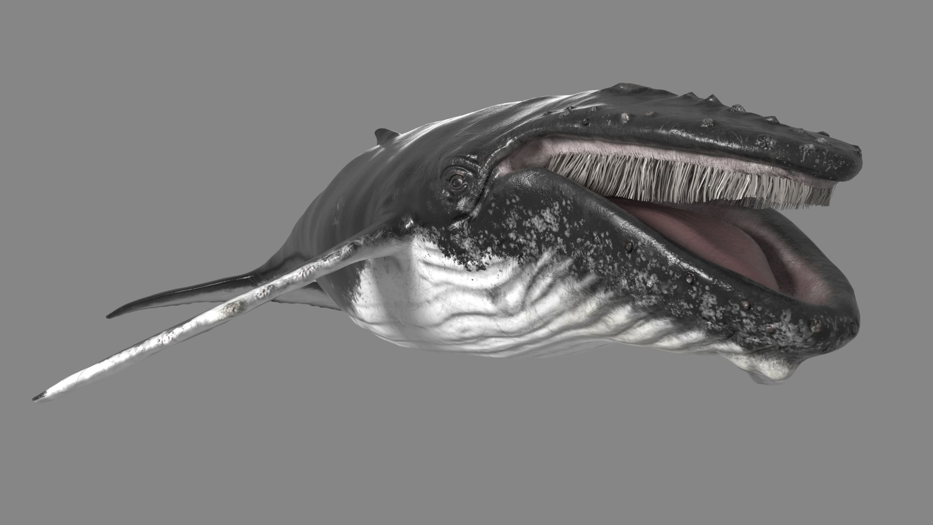 3D HUMPBACK WHALE MODEL REALISTIC 3D Model - TurboSquid 2172914