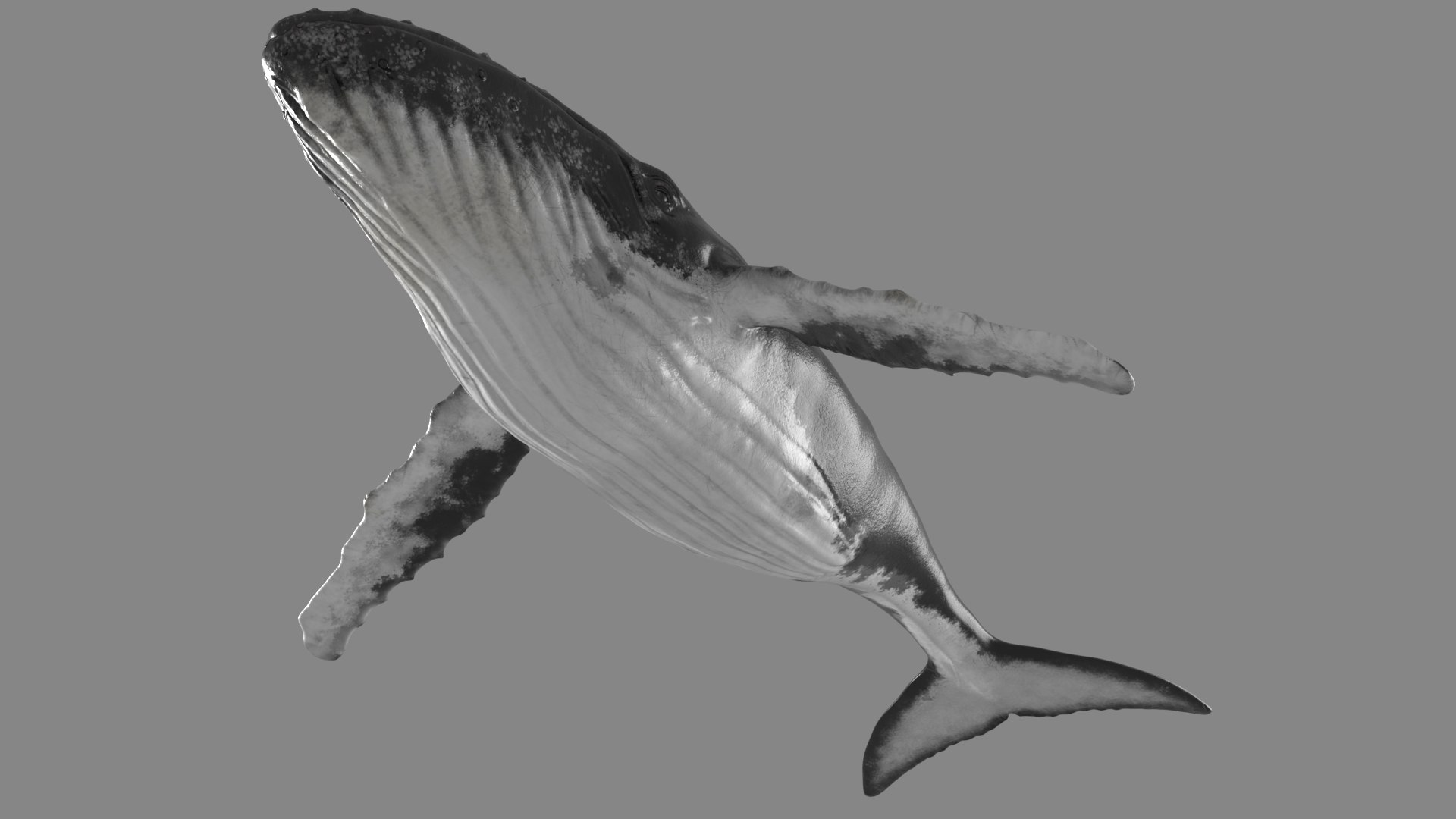 3D HUMPBACK WHALE MODEL REALISTIC 3D Model - TurboSquid 2172914