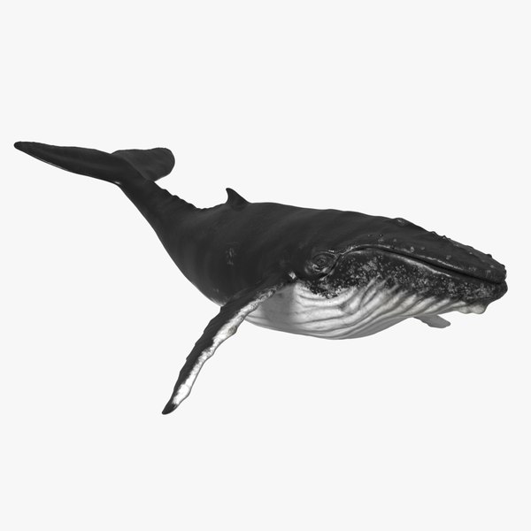 modelo 3d MODELO DE BALLENA JOROBADA 3D REALISTA - TurboSquid 2172914