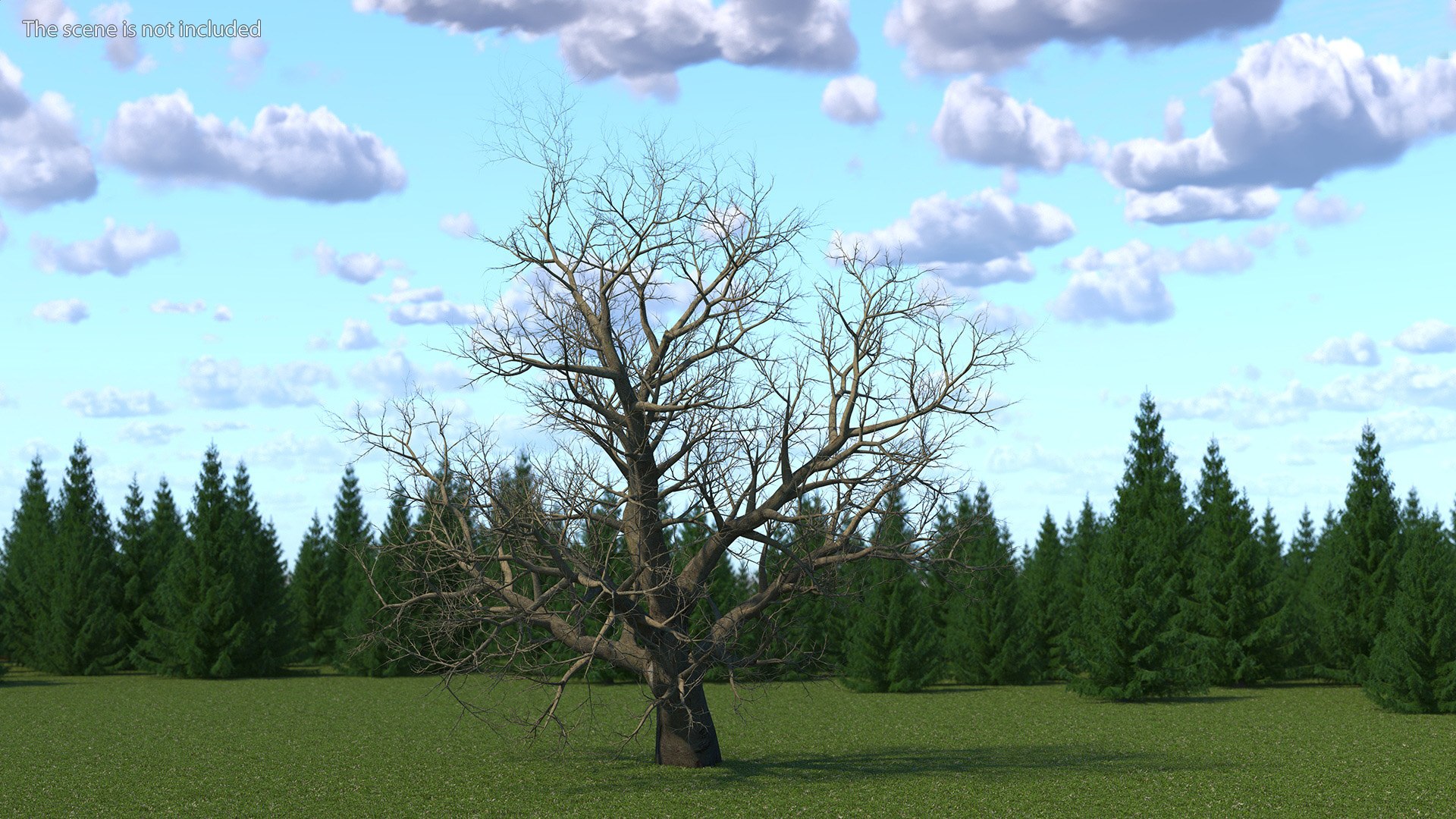 Leafless Maple Tree 3D Model - TurboSquid 2232877