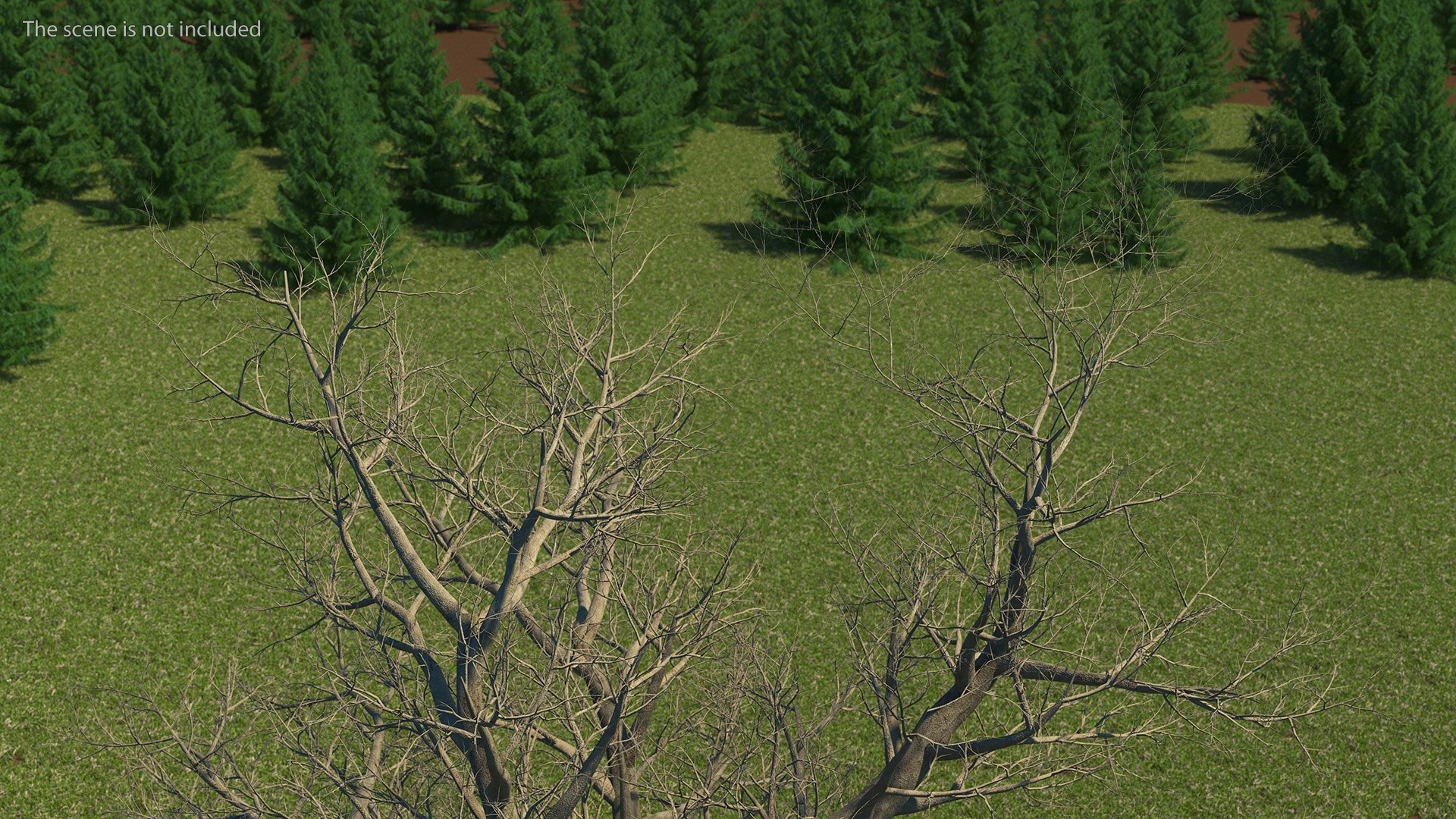 Leafless Maple Tree 3D Model - TurboSquid 2232877