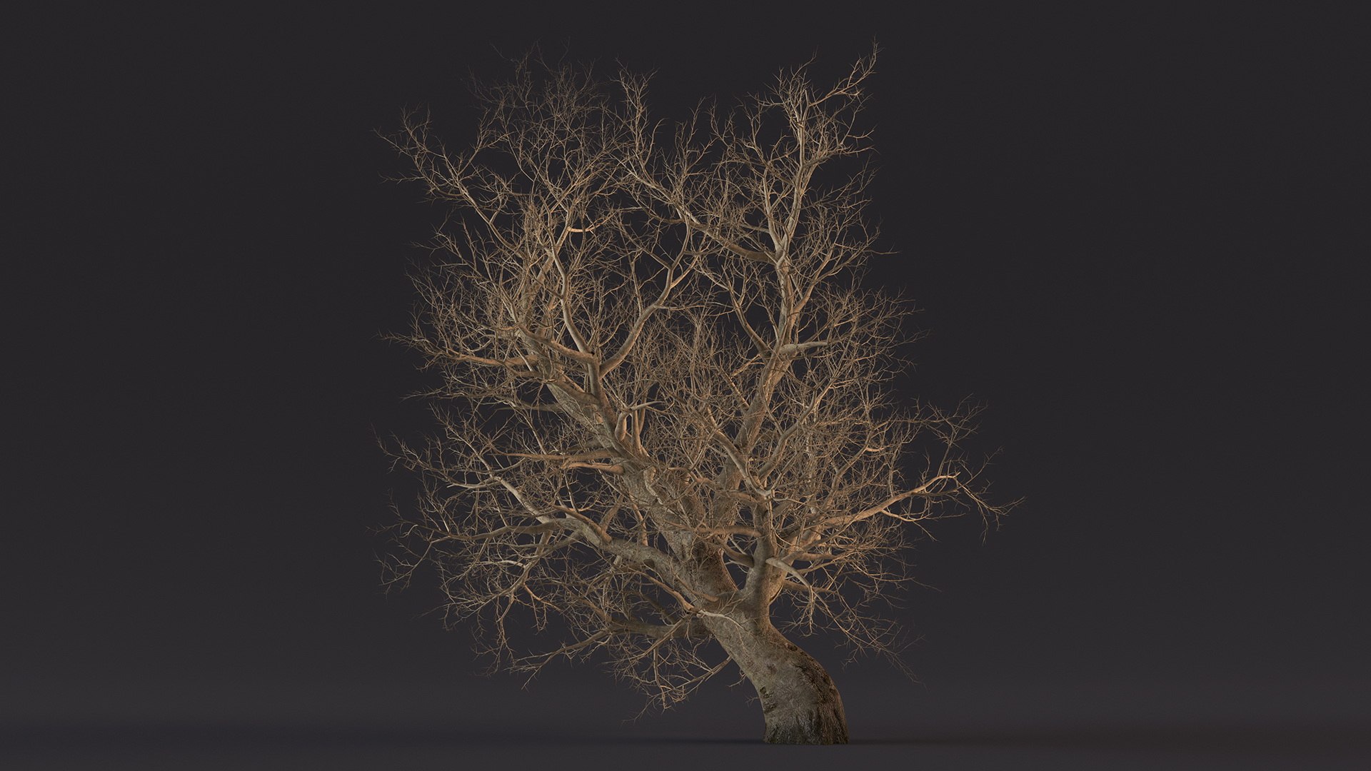 Leafless Maple Tree 3D Model - TurboSquid 2232877