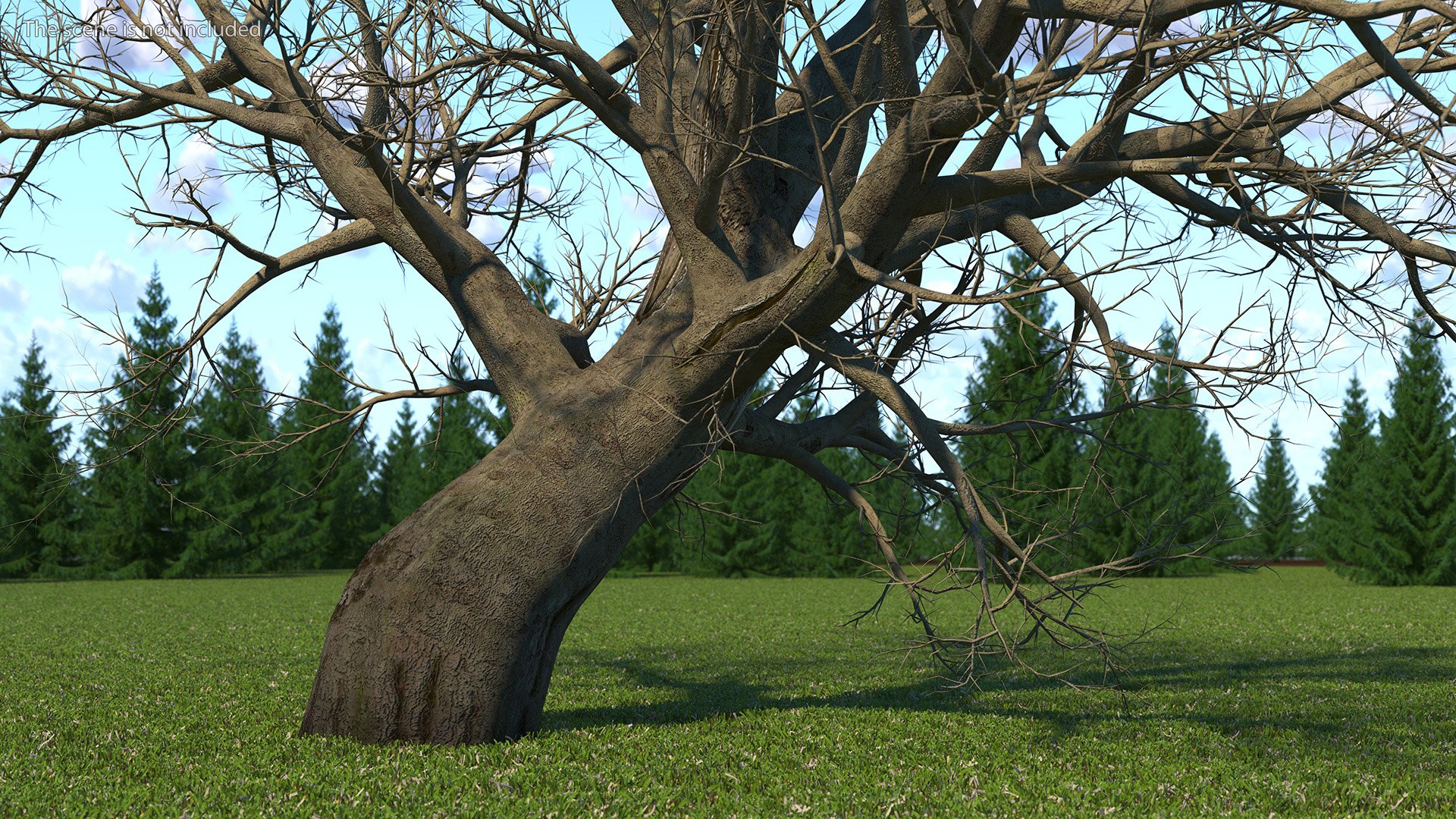 Leafless Maple Tree 3D Model - TurboSquid 2232877