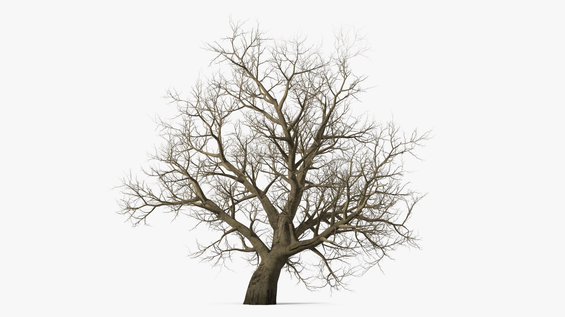 Leafless Maple Tree 3D Model - TurboSquid 2232877