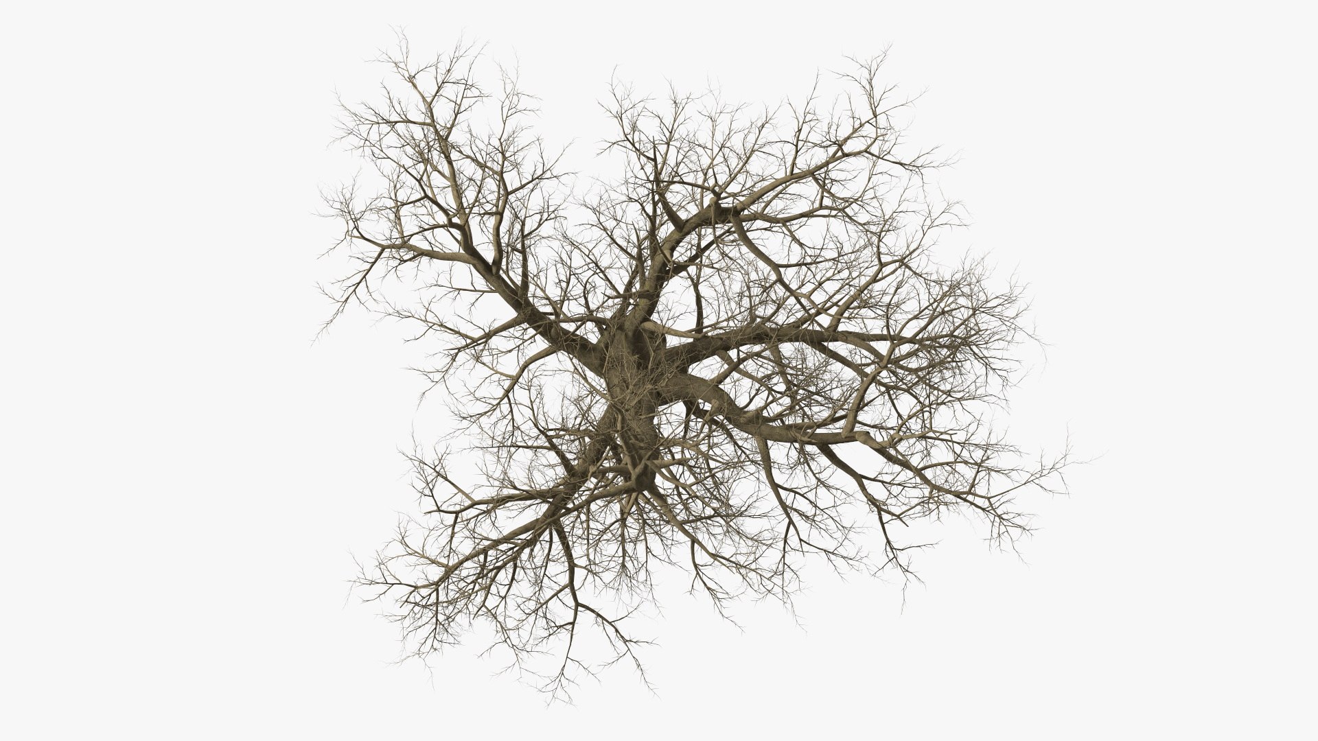 Leafless Maple Tree 3D Model - TurboSquid 2232877