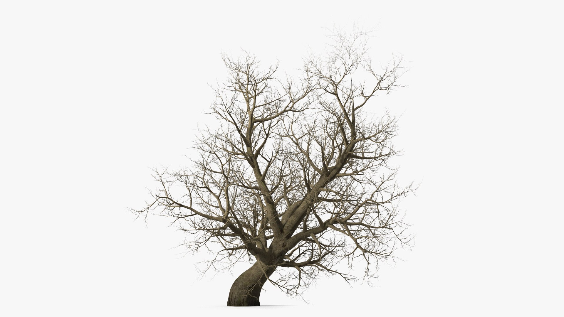 Leafless Maple Tree 3D Model - TurboSquid 2232877