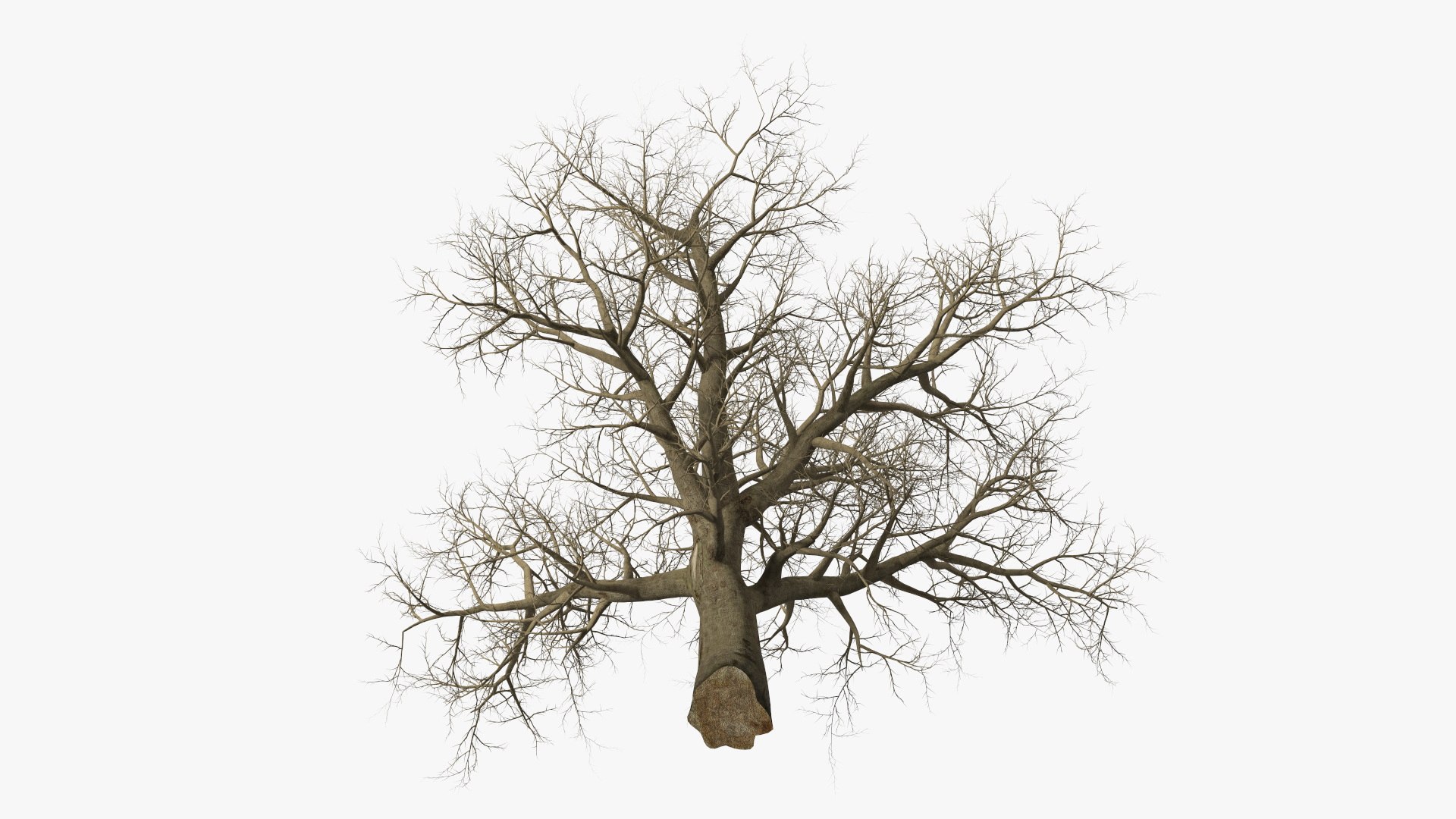 Leafless Maple Tree 3D Model - TurboSquid 2232877