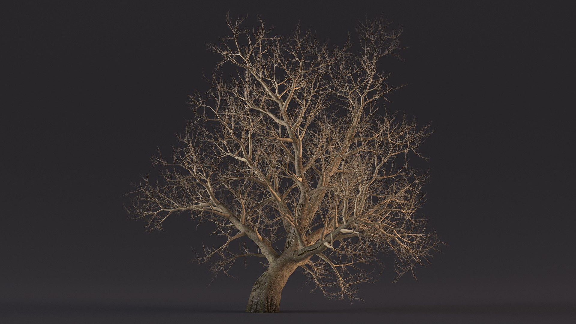 Leafless Maple Tree 3D Model - TurboSquid 2232877