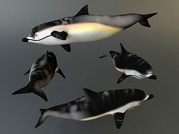3d model dolphin te0002