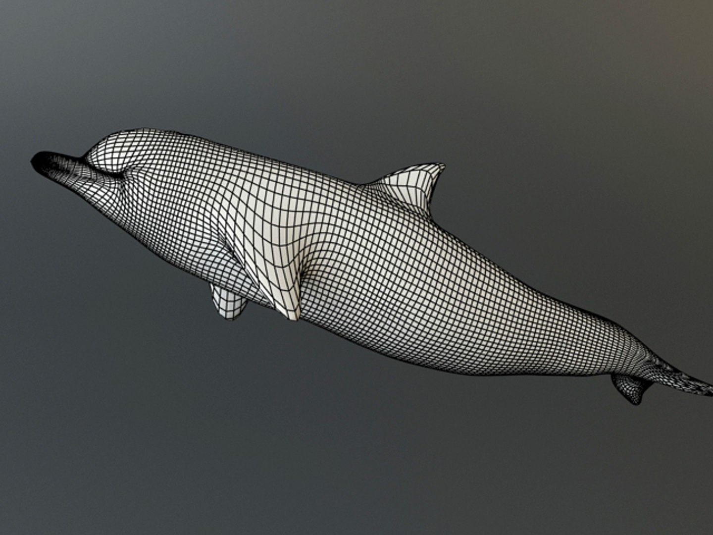 3d Model Dolphin Te0002