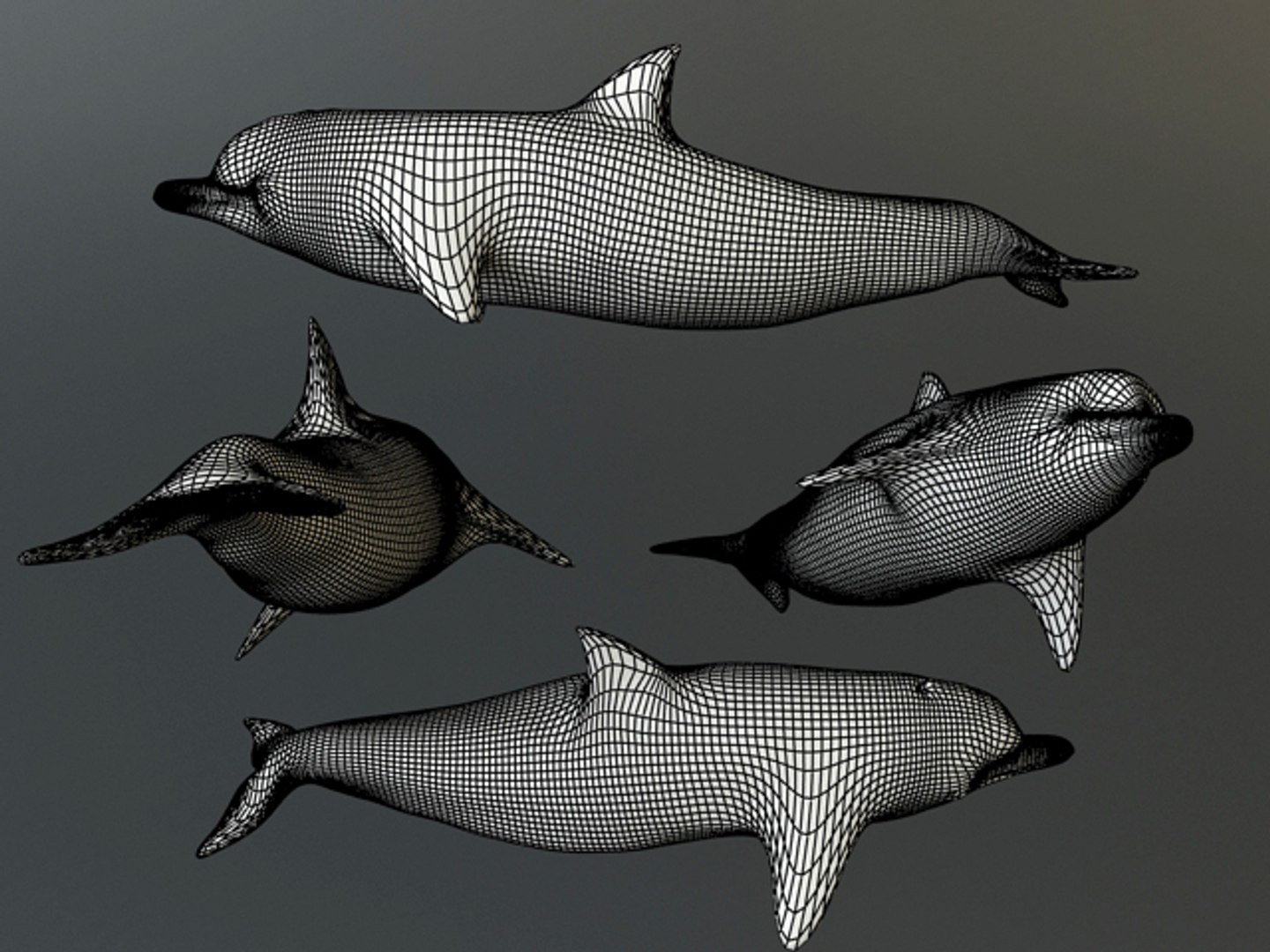 3d Model Dolphin Te0002