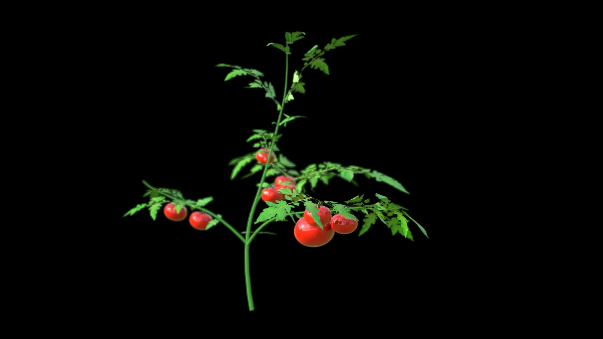Tomato Plant 3D Model - TurboSquid 1859786