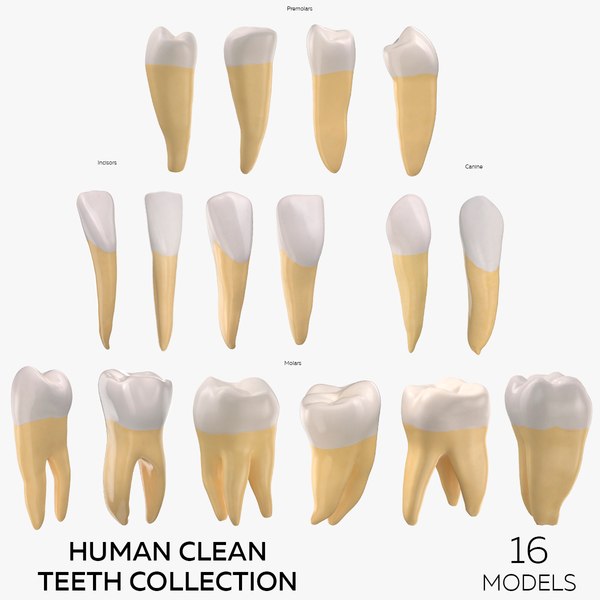 3d human teeth head