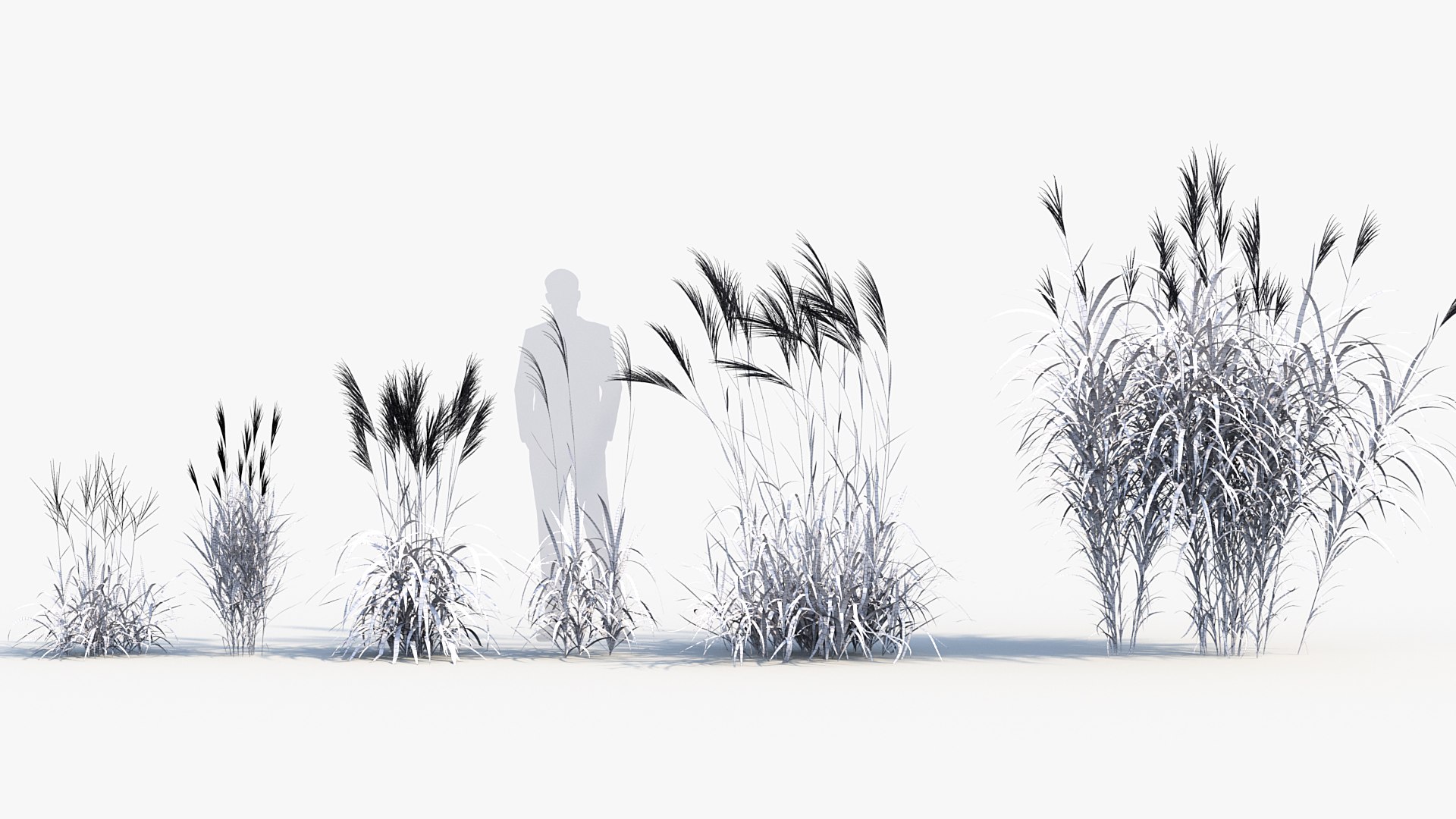 3D Miscanthus Purpurascens Flame Grass Model - TurboSquid 2080767