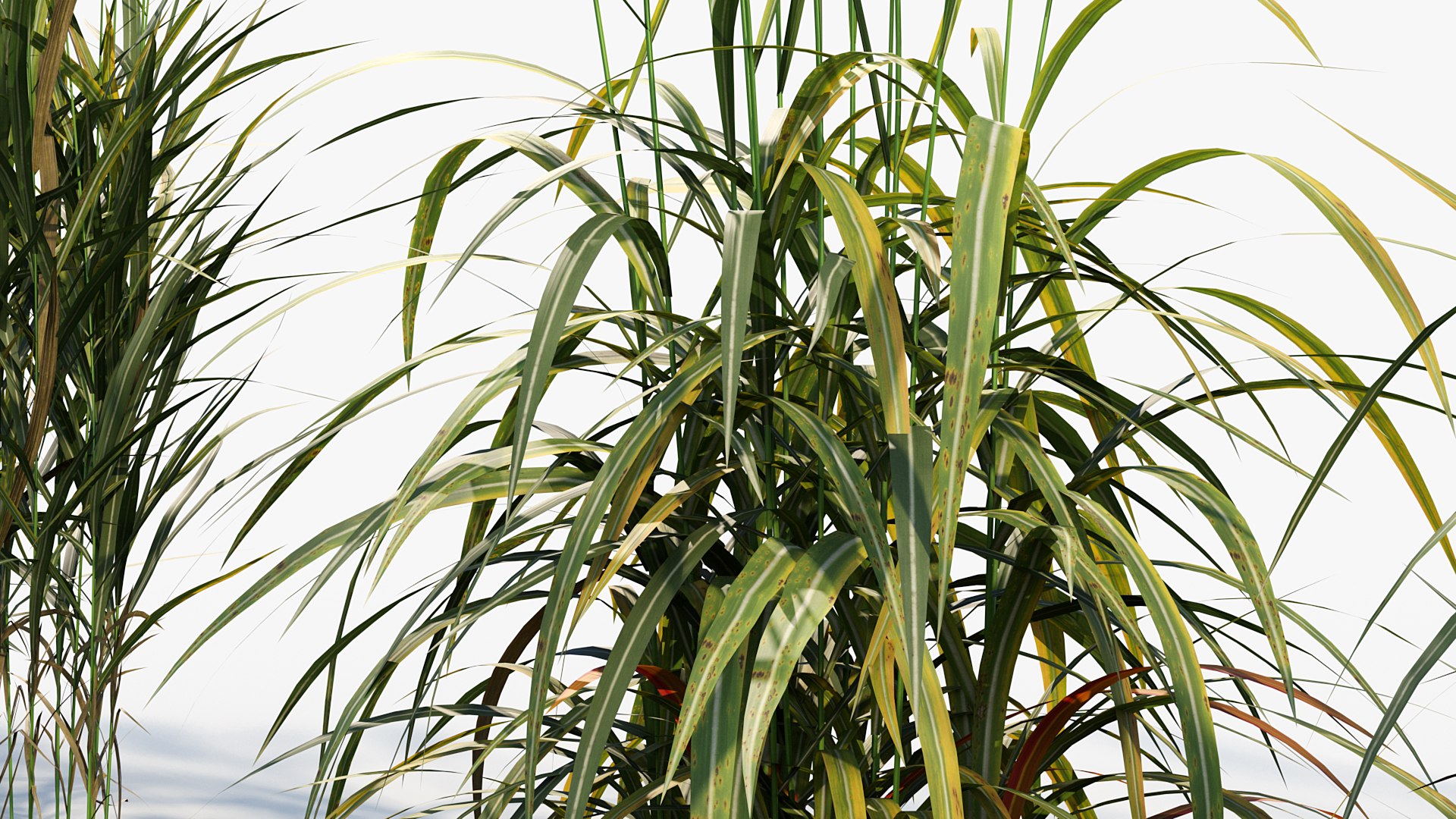 3D Miscanthus Purpurascens Flame Grass Model - TurboSquid 2080767