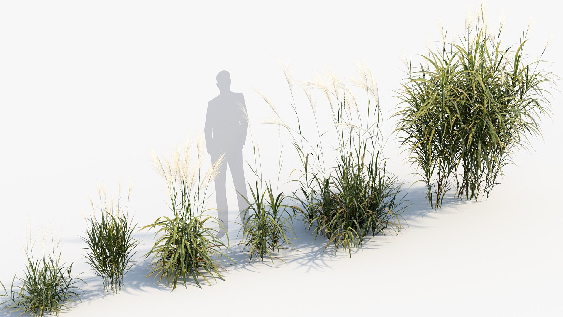 3D Miscanthus Purpurascens Flame Grass Model - TurboSquid 2080767