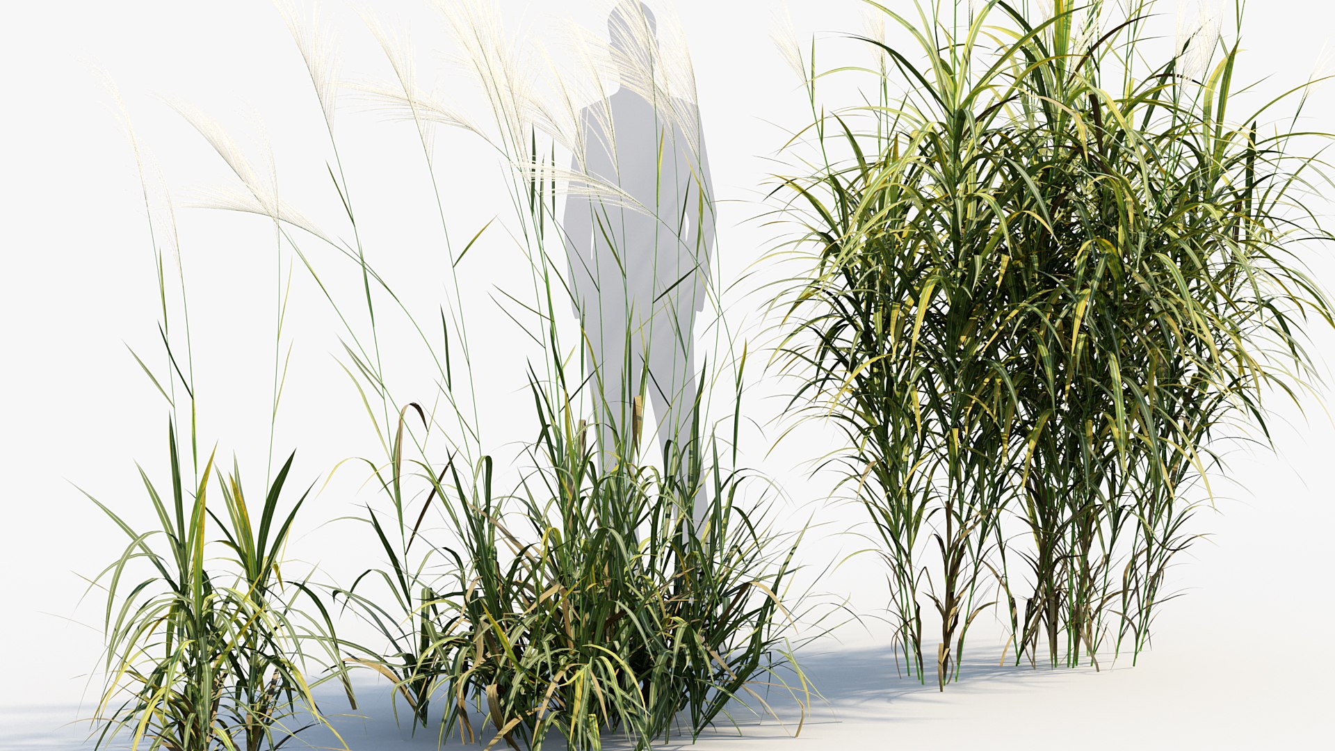 3D Miscanthus Purpurascens Flame Grass Model - TurboSquid 2080767