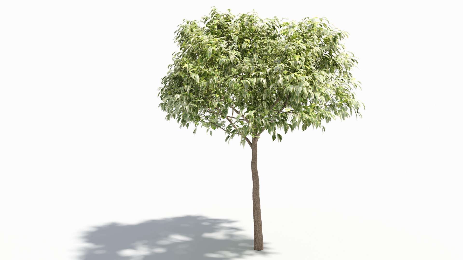 3D model Acer negundo tree - TurboSquid 2012740