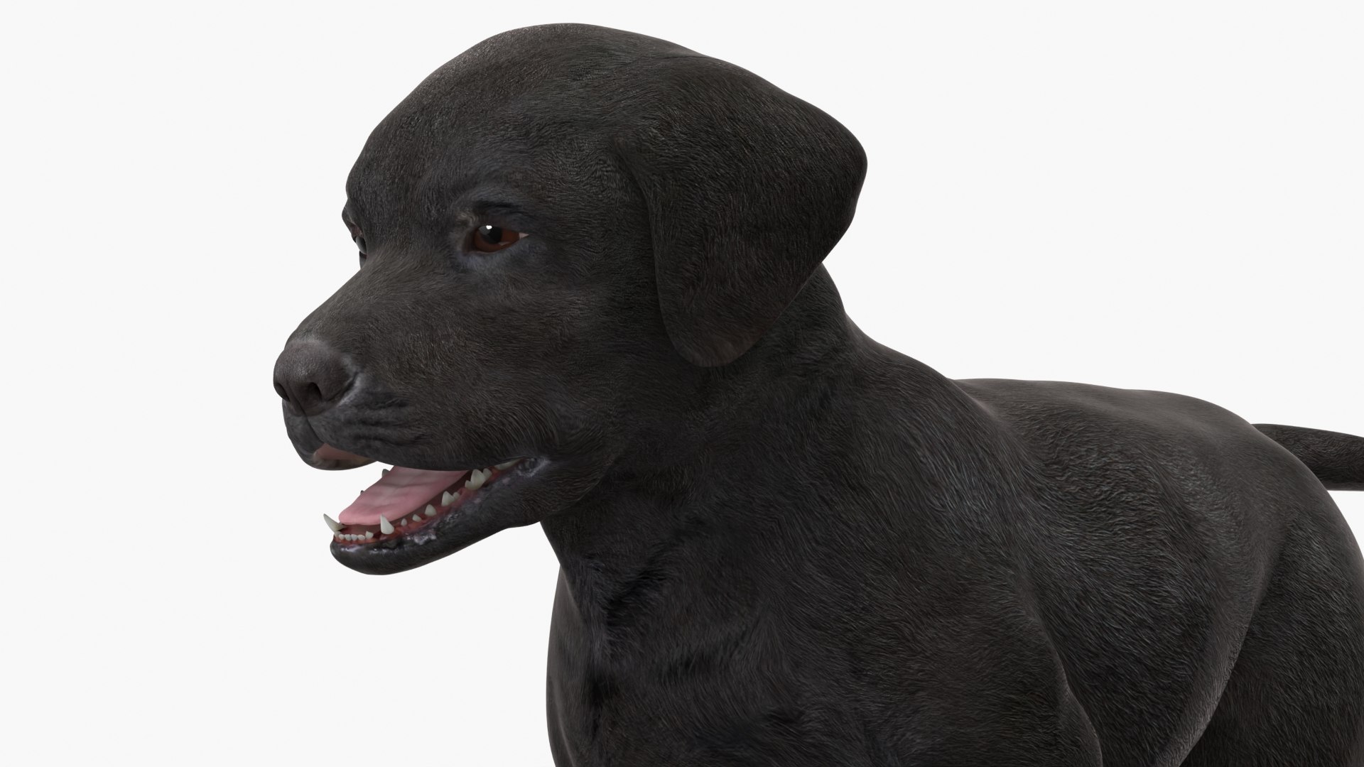 Labrador Puppy Leisurely Walk Animated Rigged 3D - TurboSquid 2411078