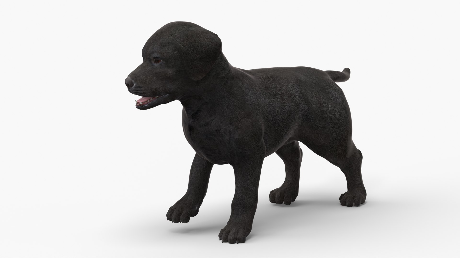 Labrador Puppy Leisurely Walk Animated Rigged 3D - TurboSquid 2411078